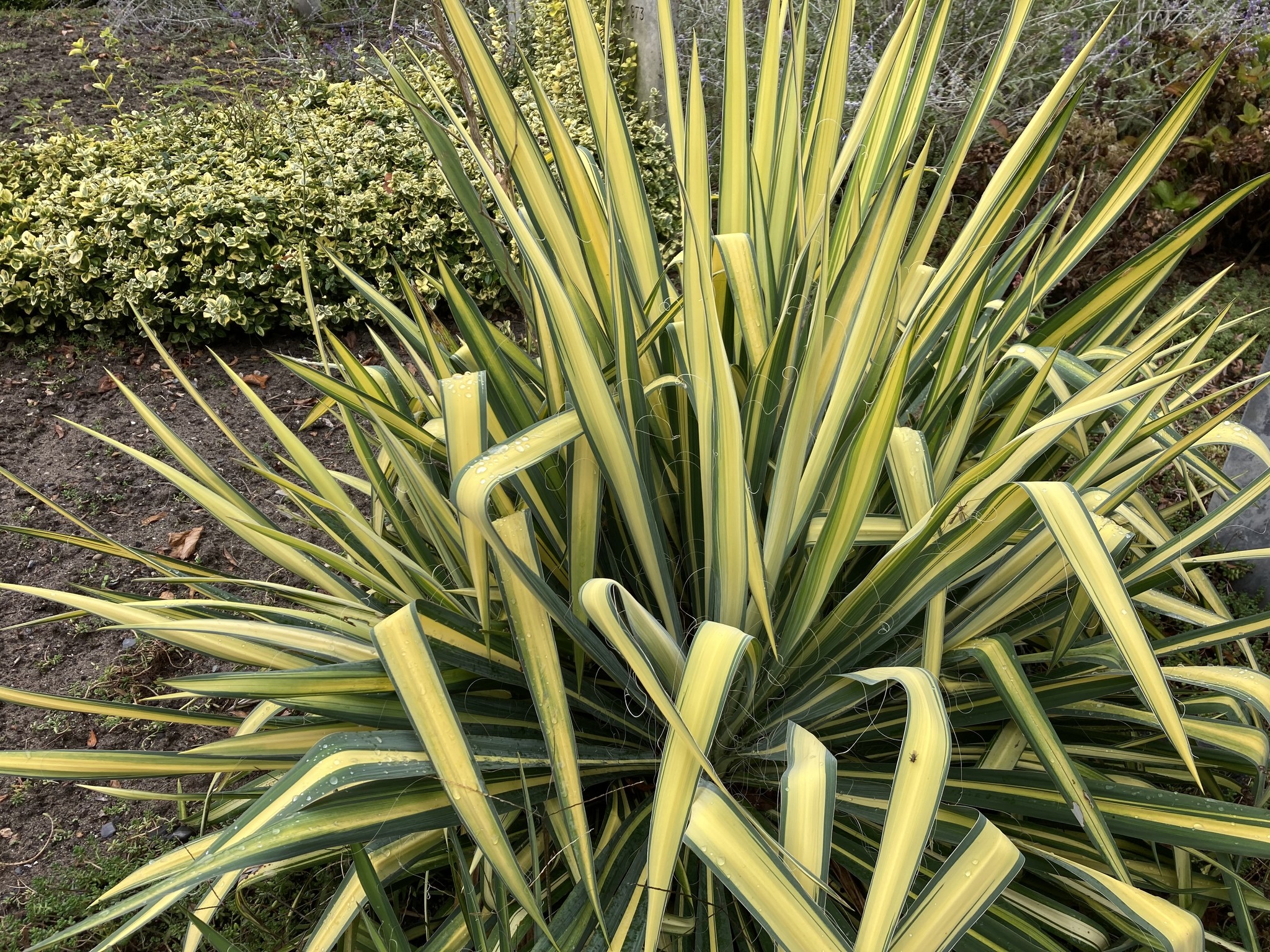 Yucca filamentosa 'Color Guard' - Herman Geers
