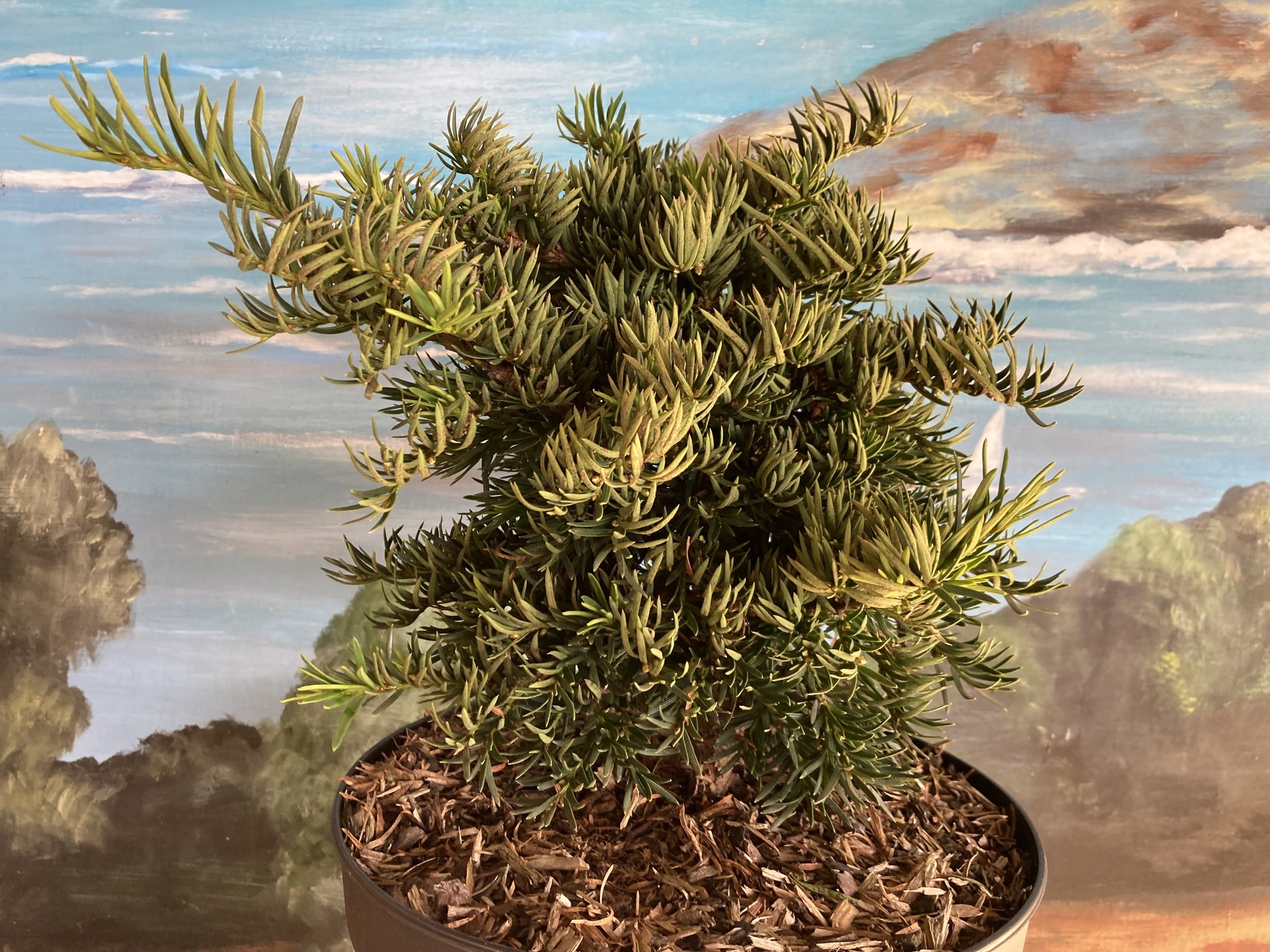 Taxus baccata 'Balatka WB' - Herman Geers
