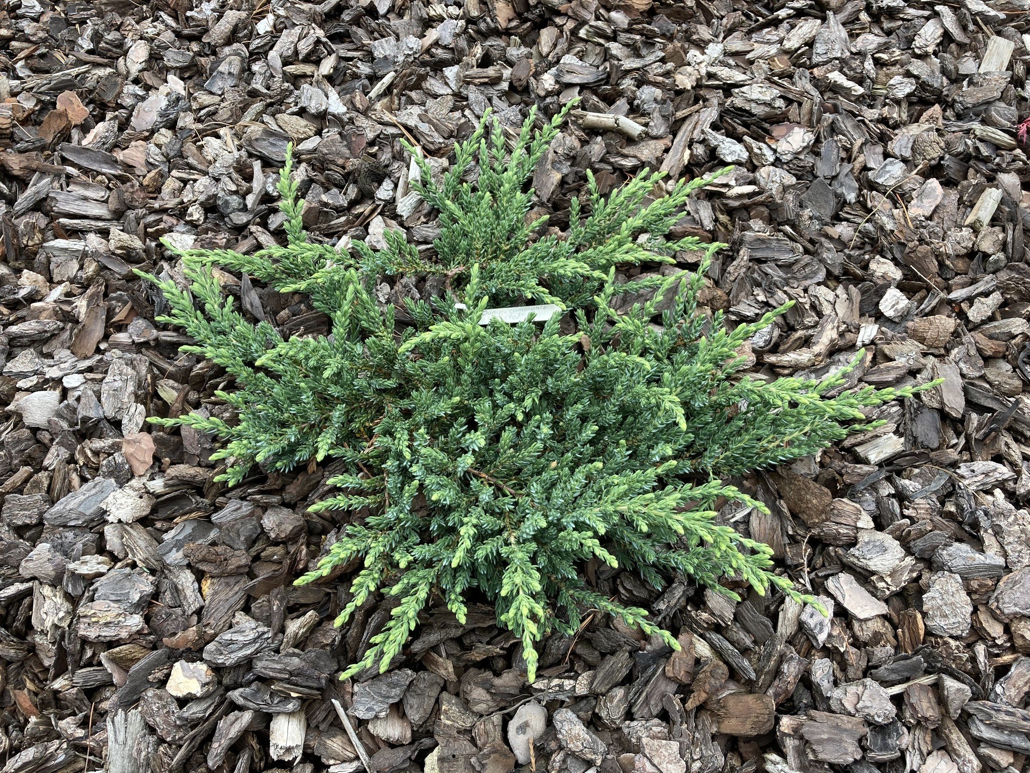 Juniperus communis 'Ristol' NIEUW / NEW - Herman Geers