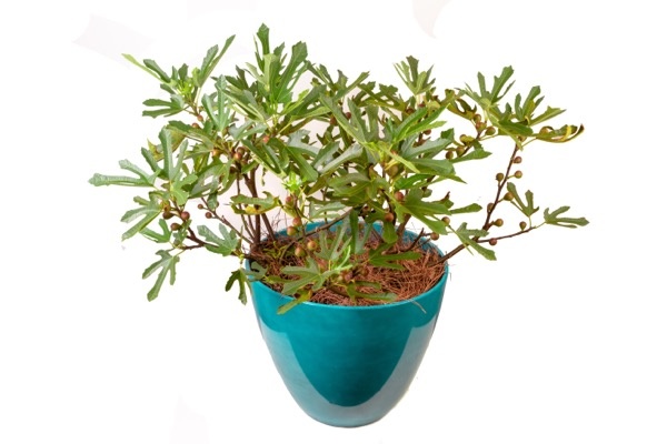 Ficus carica 'Little Miss Figgy' PBR - Herman Geers