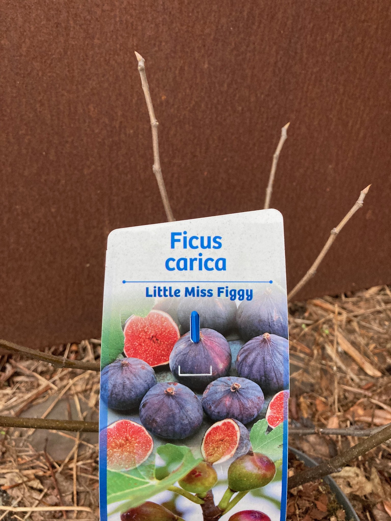 Ficus carica 'Little Miss Figgy' PBR - Herman Geers