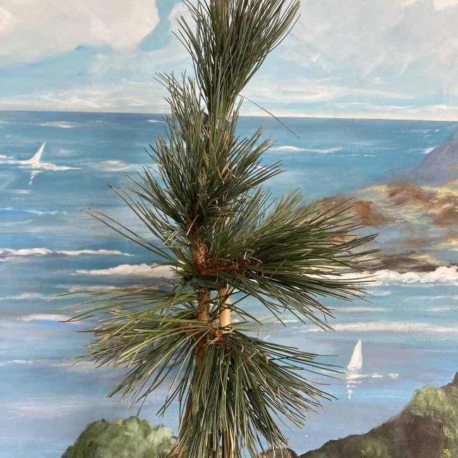 Pinus flexilis 'Cesarini Blue' - Herman Geers