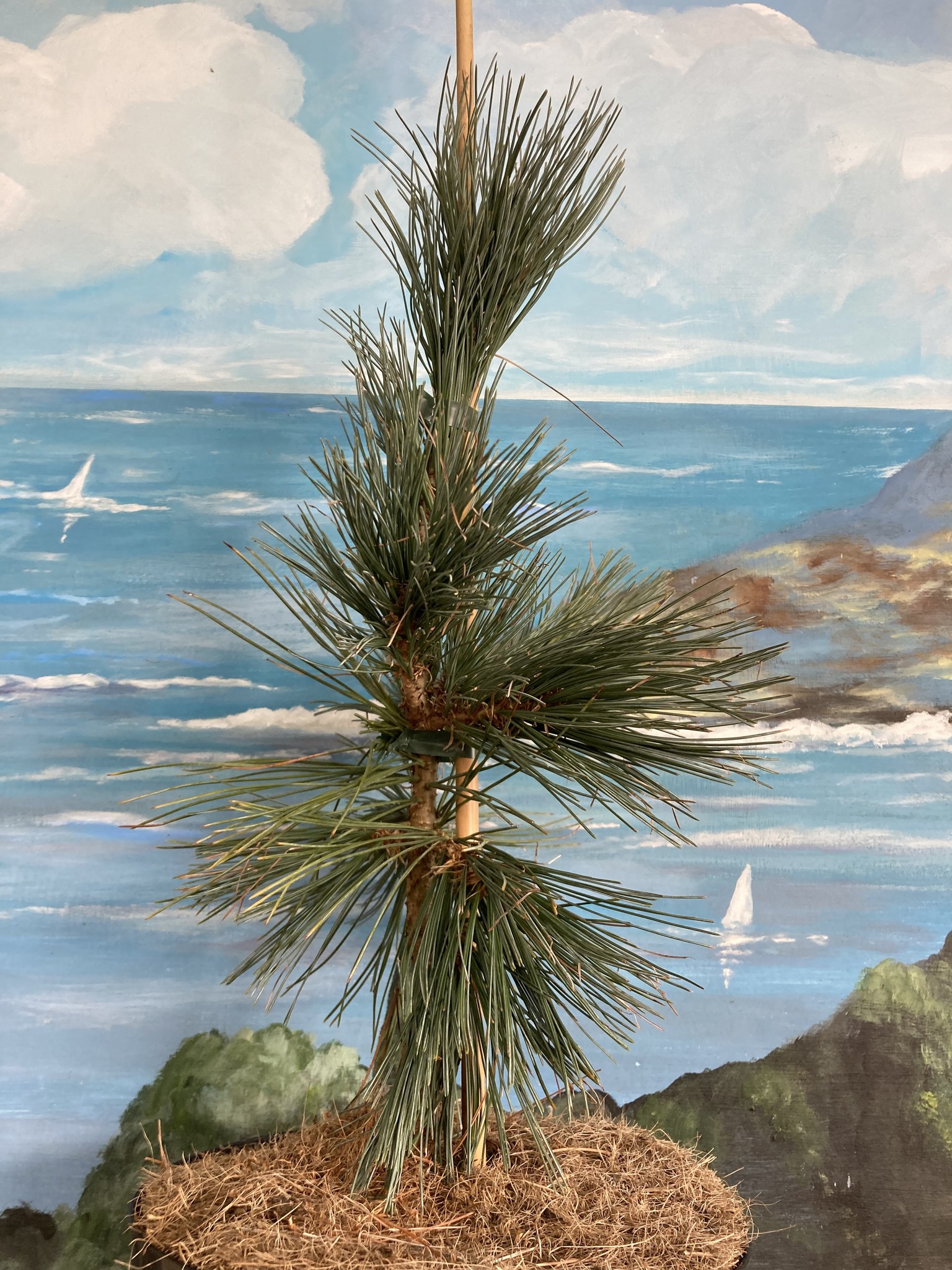 Pinus flexilis 'Cesarini Blue' - Herman Geers