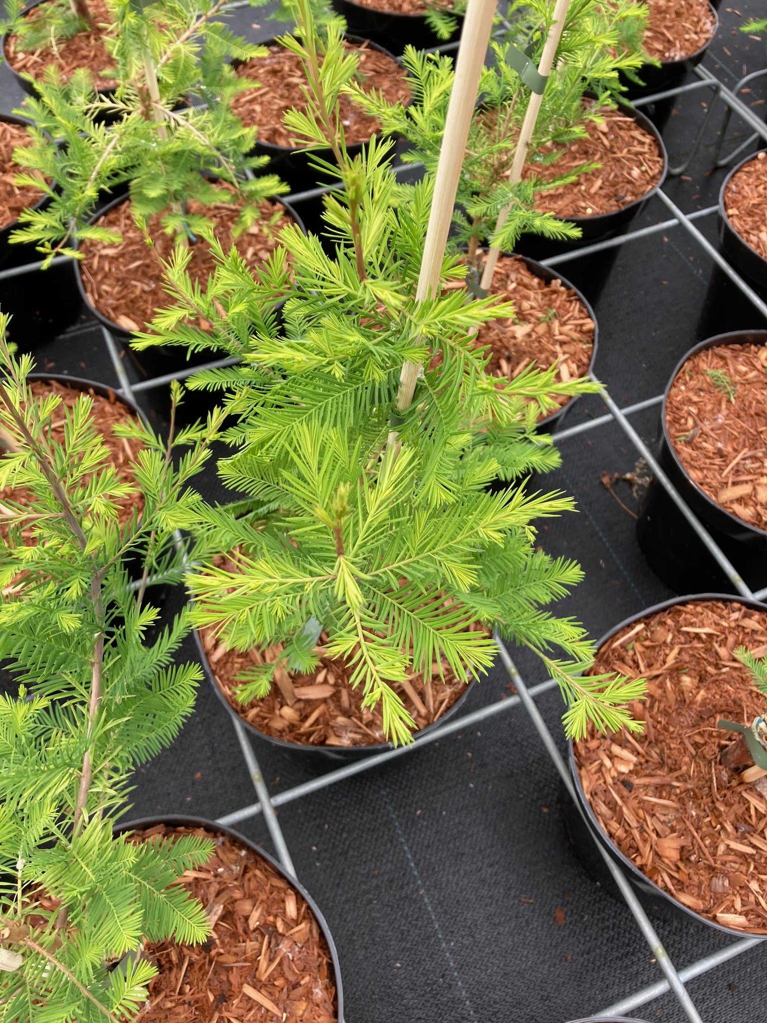 Taxodium distichum 'Pevé Minaret Yellow' - Herman Geers