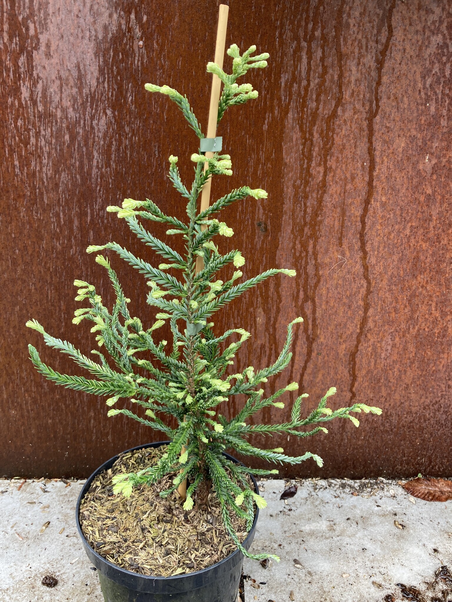 Sequoia sempervirens 'Lightning' - Herman Geers