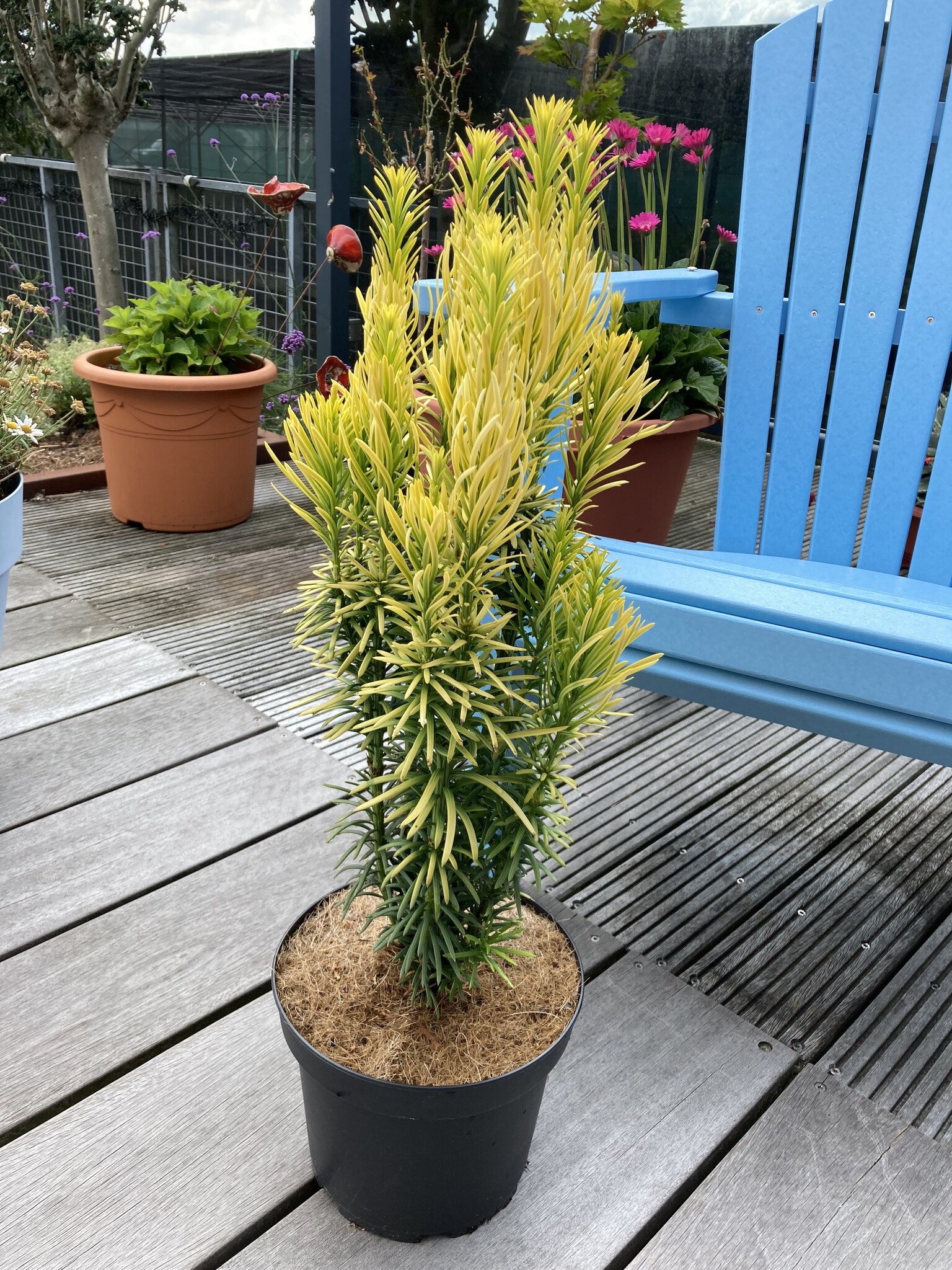 Cephalotaxus harringtonia 'Korean Gold' - Herman Geers