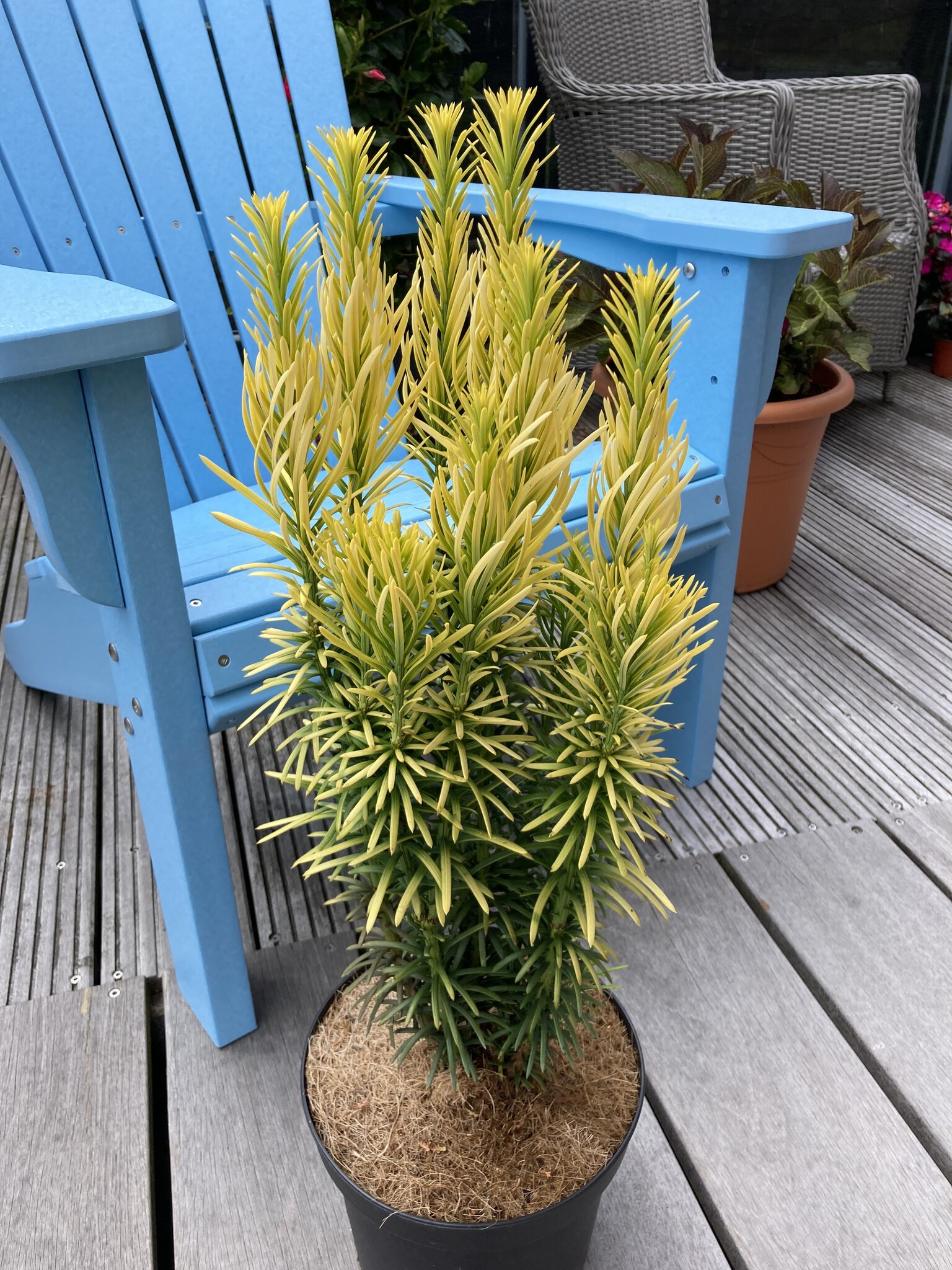 Cephalotaxus harringtonia 'Korean Gold' - Herman Geers