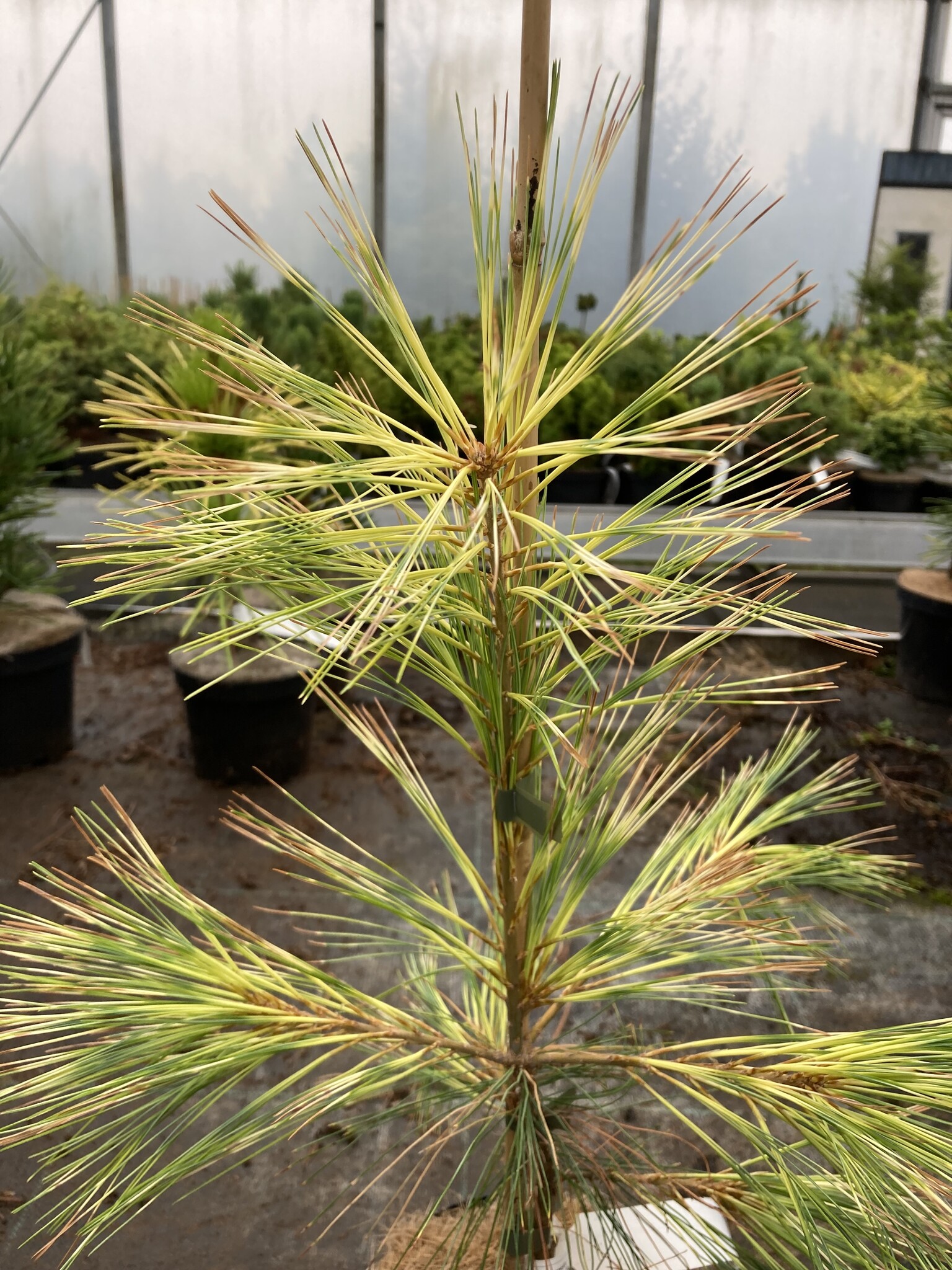 Pinus strobus 'Bennett OD' - Herman Geers
