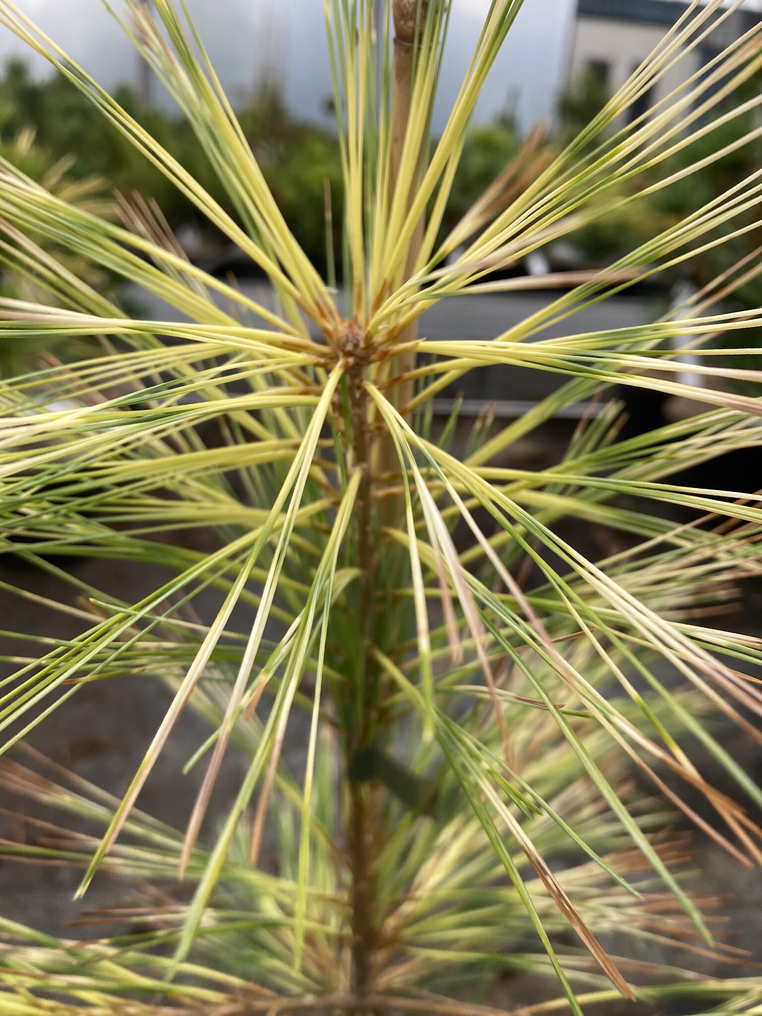 Pinus strobus 'Bennett OD' - Herman Geers