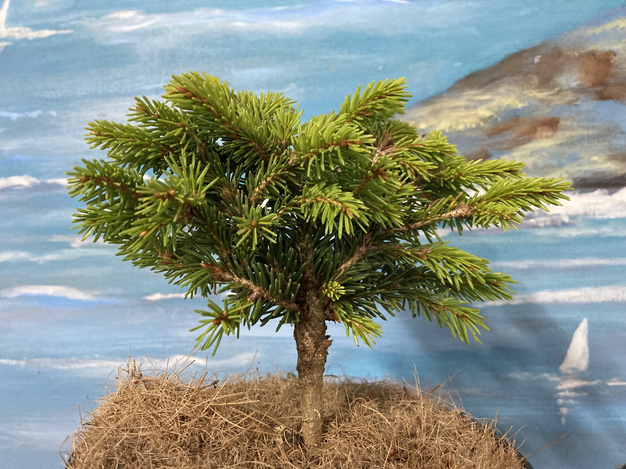 Picea abies 'Luz' - Herman Geers
