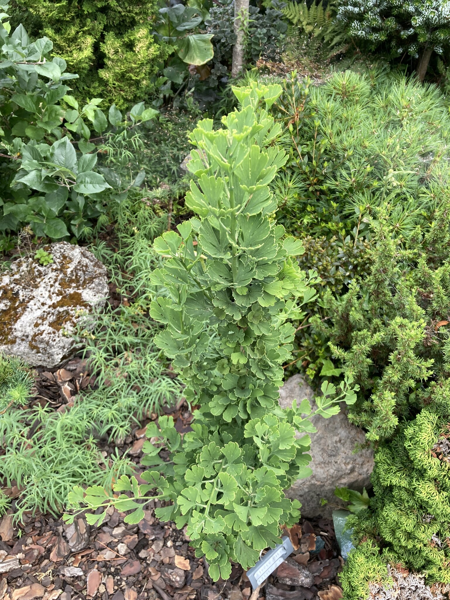 Ginkgo biloba 'Little Joe' - Herman Geers