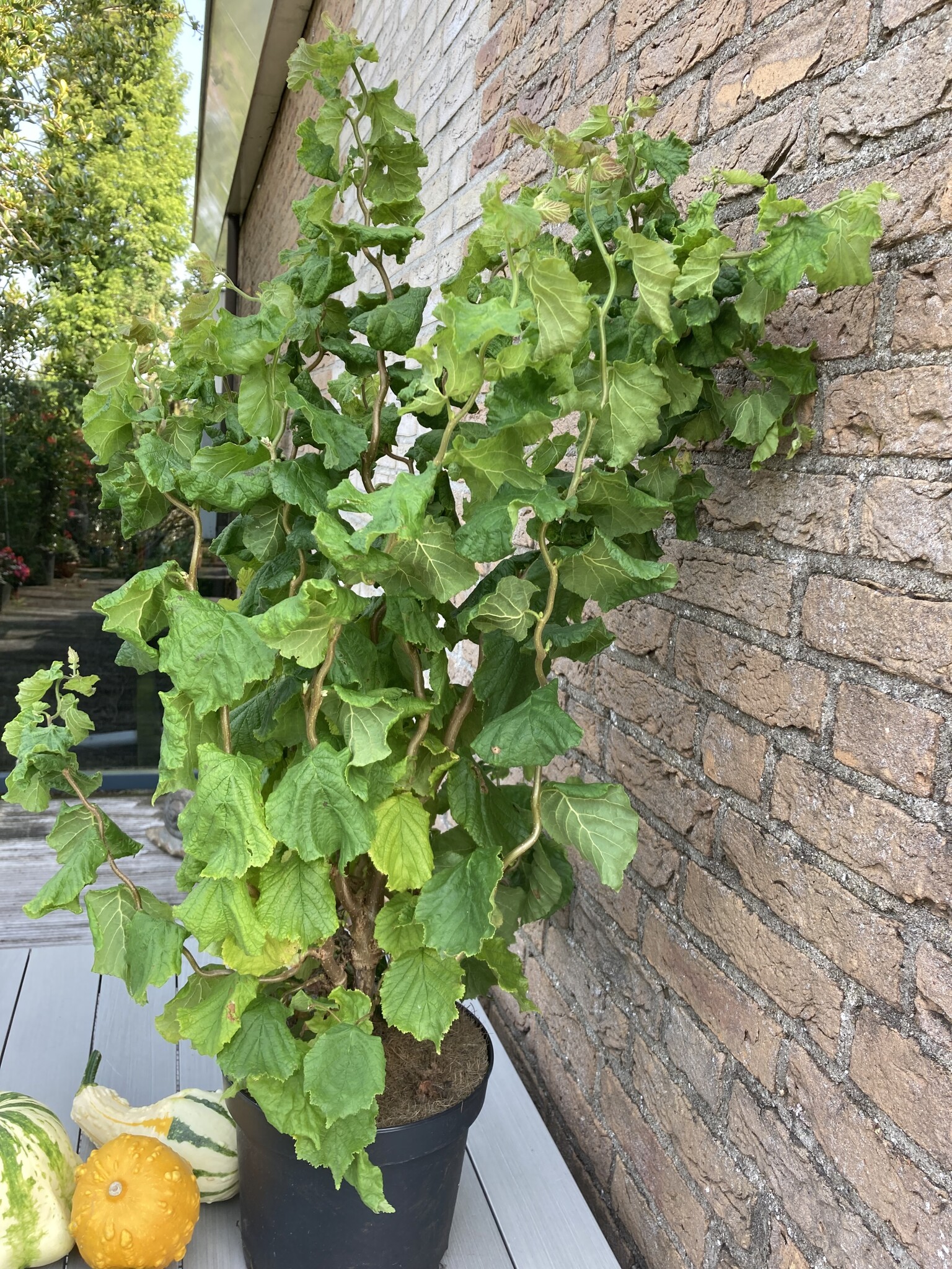 Corylus avellana 'Medusa' - Herman Geers