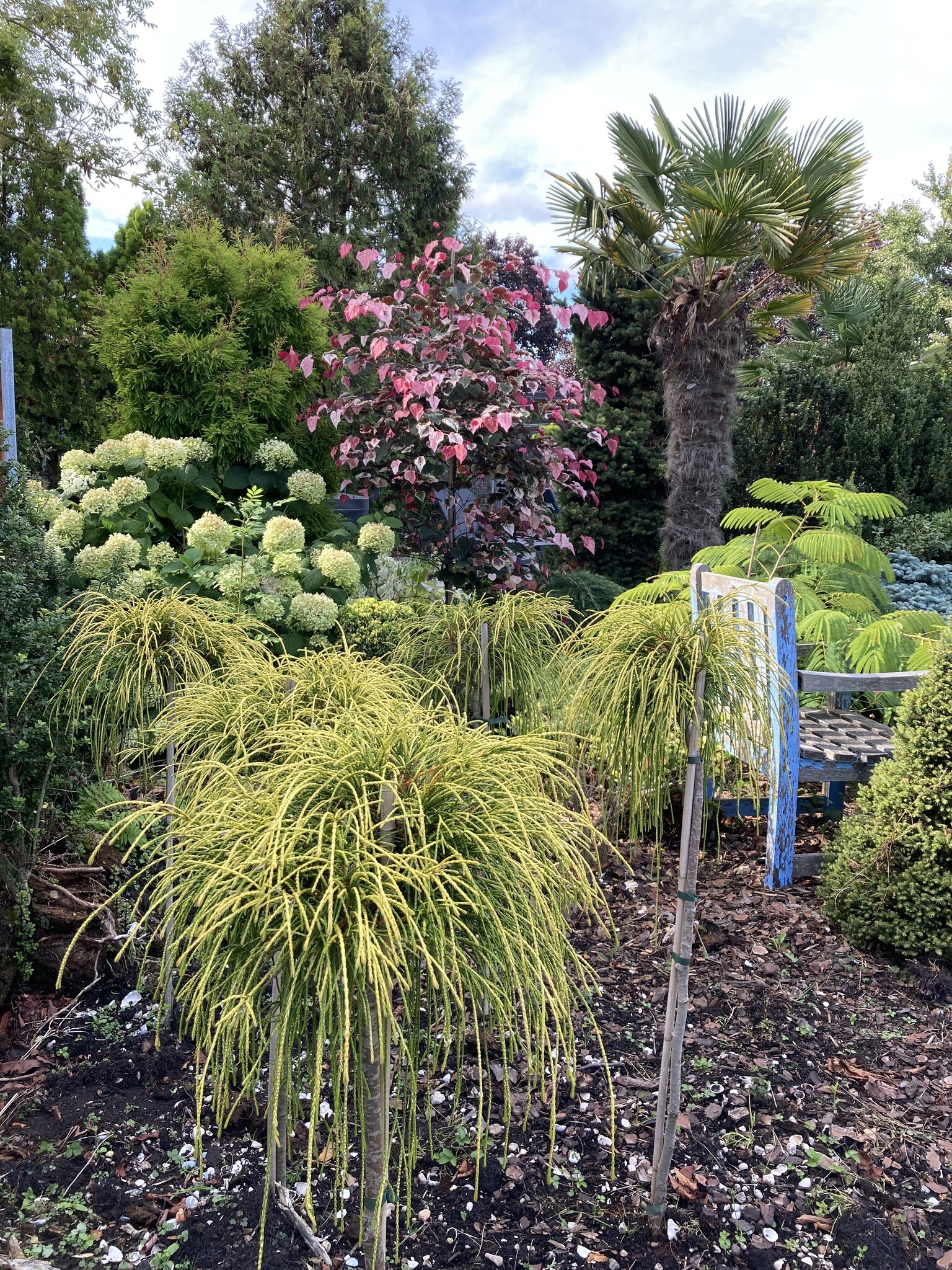 Thuja plicata 'Golden Whipcord' - Herman Geers