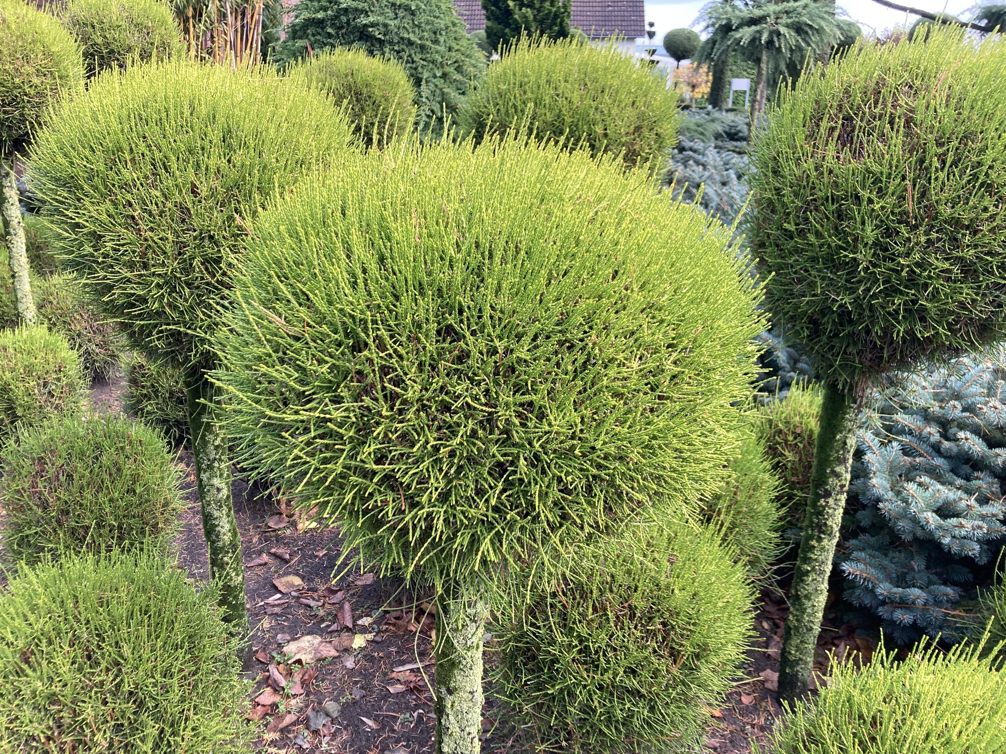 Platycladus orientalis 'Franky Boy' - Herman Geers