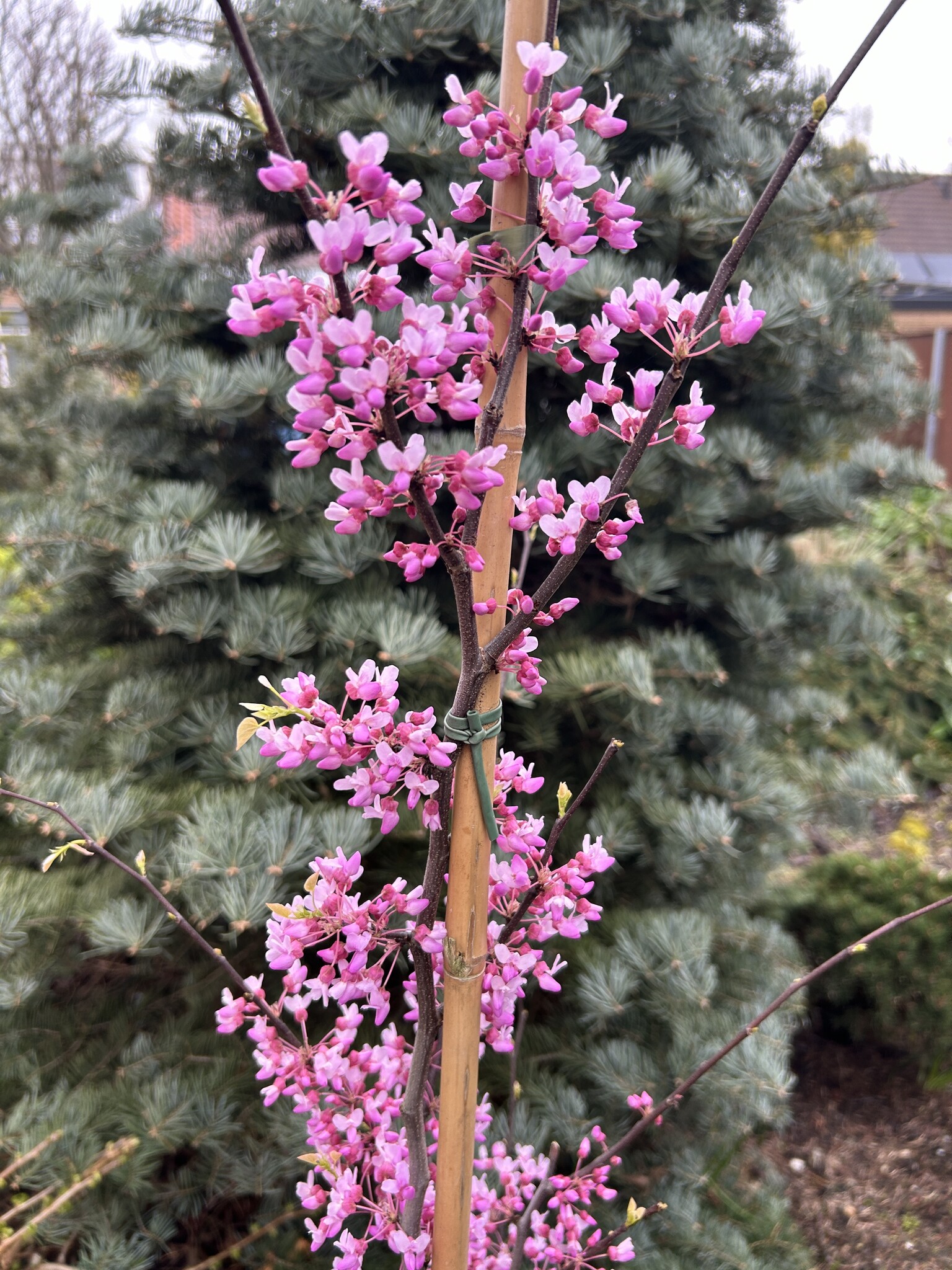 Cercis canadensis 'Alley Cat' - Herman Geers