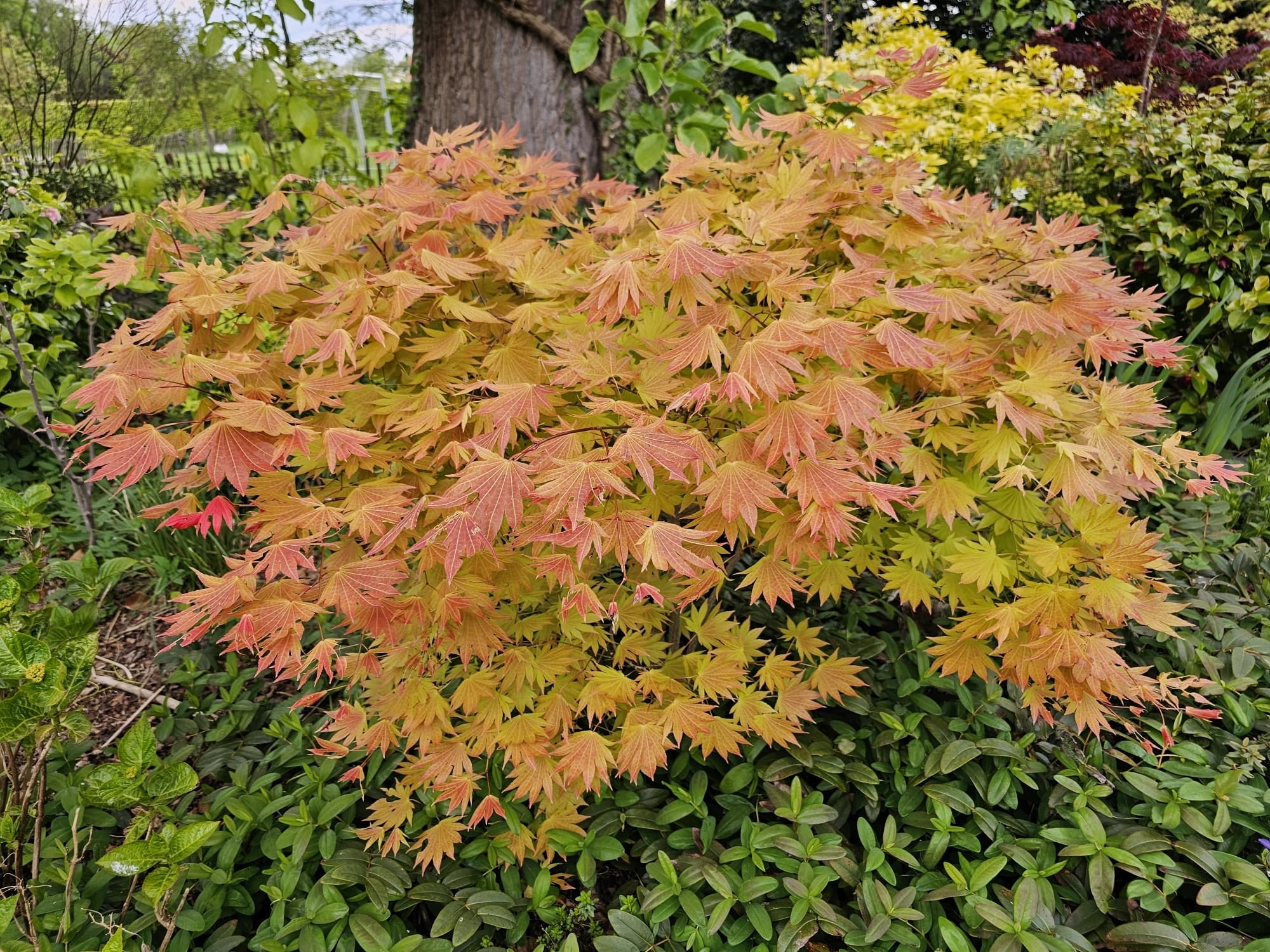 Acer shirasawanum 'Moonrise'® - Herman Geers