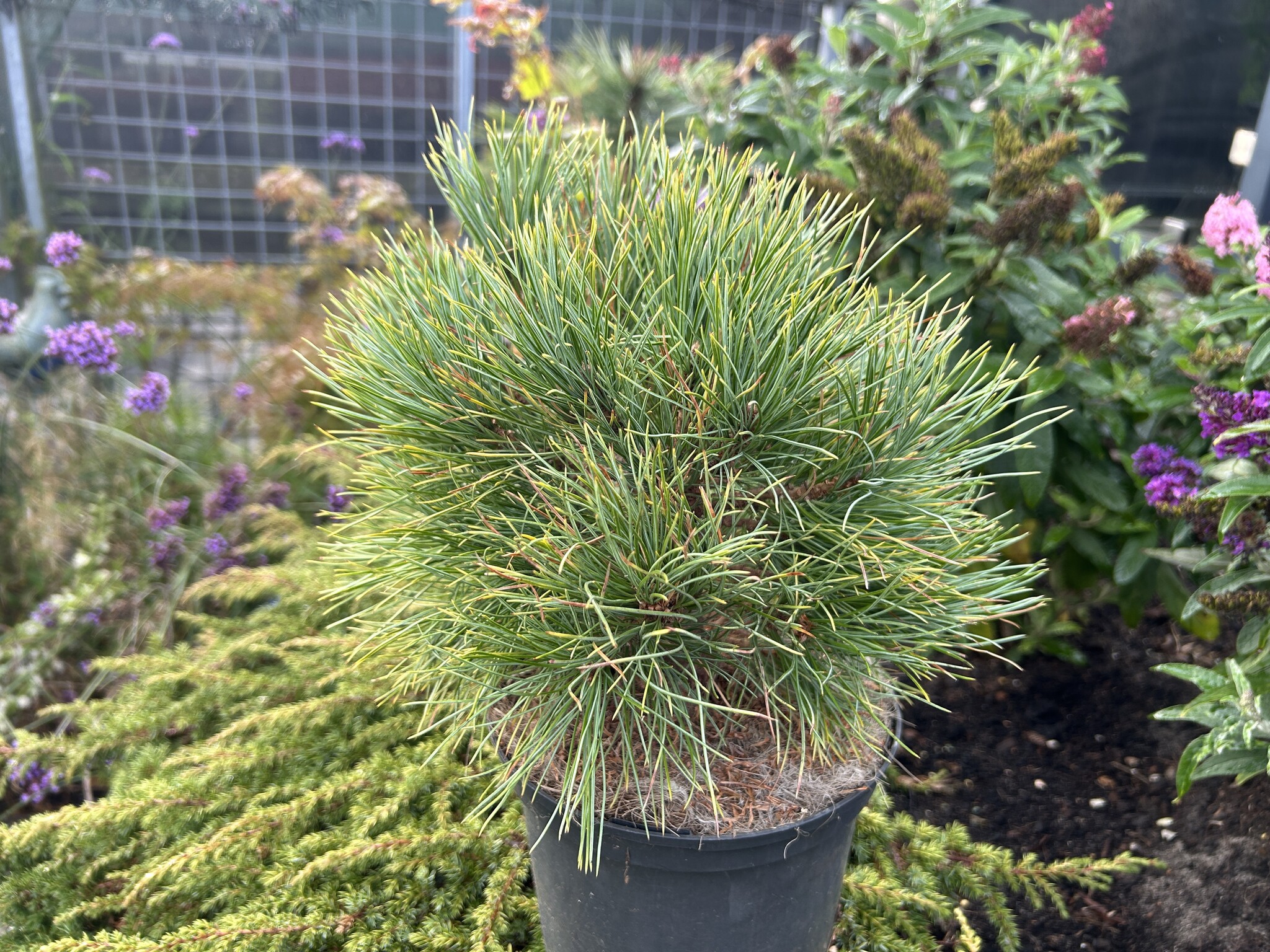Pinus cembra 'Glauca Nana' - Herman Geers