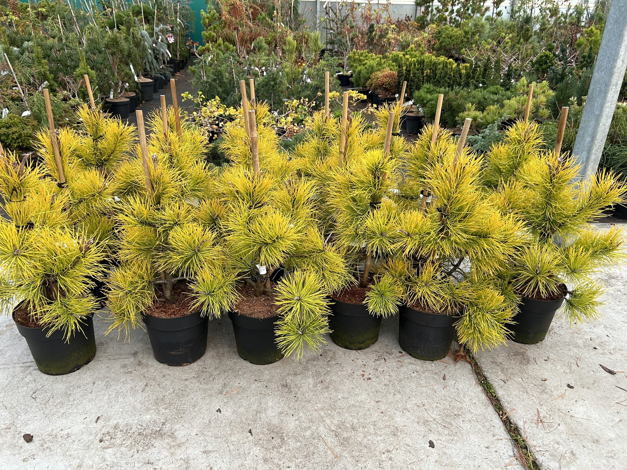 Pinus contorta 'Chief Joseph' - Herman Geers