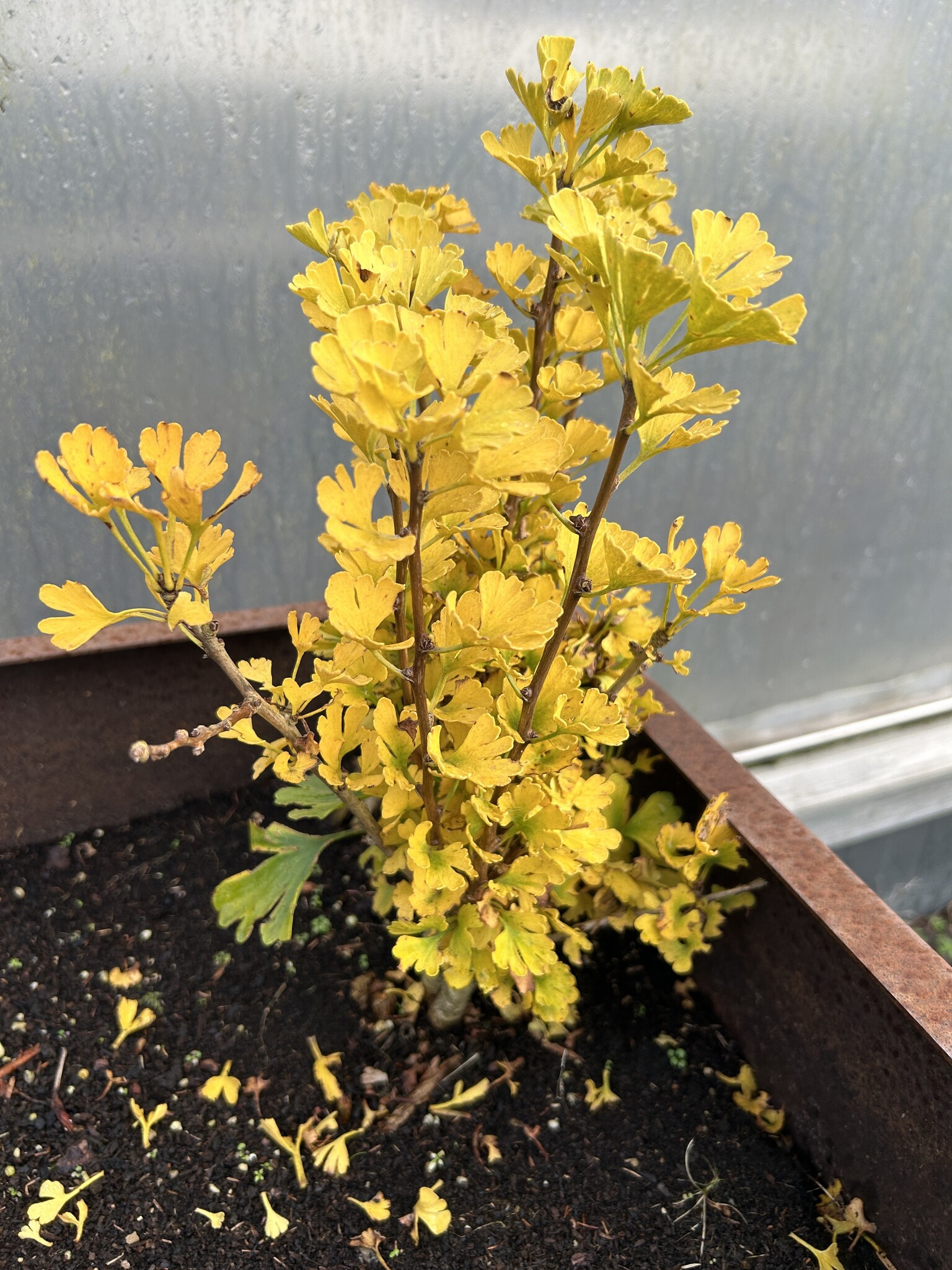 Ginkgo biloba 'Little Joe' - Herman Geers