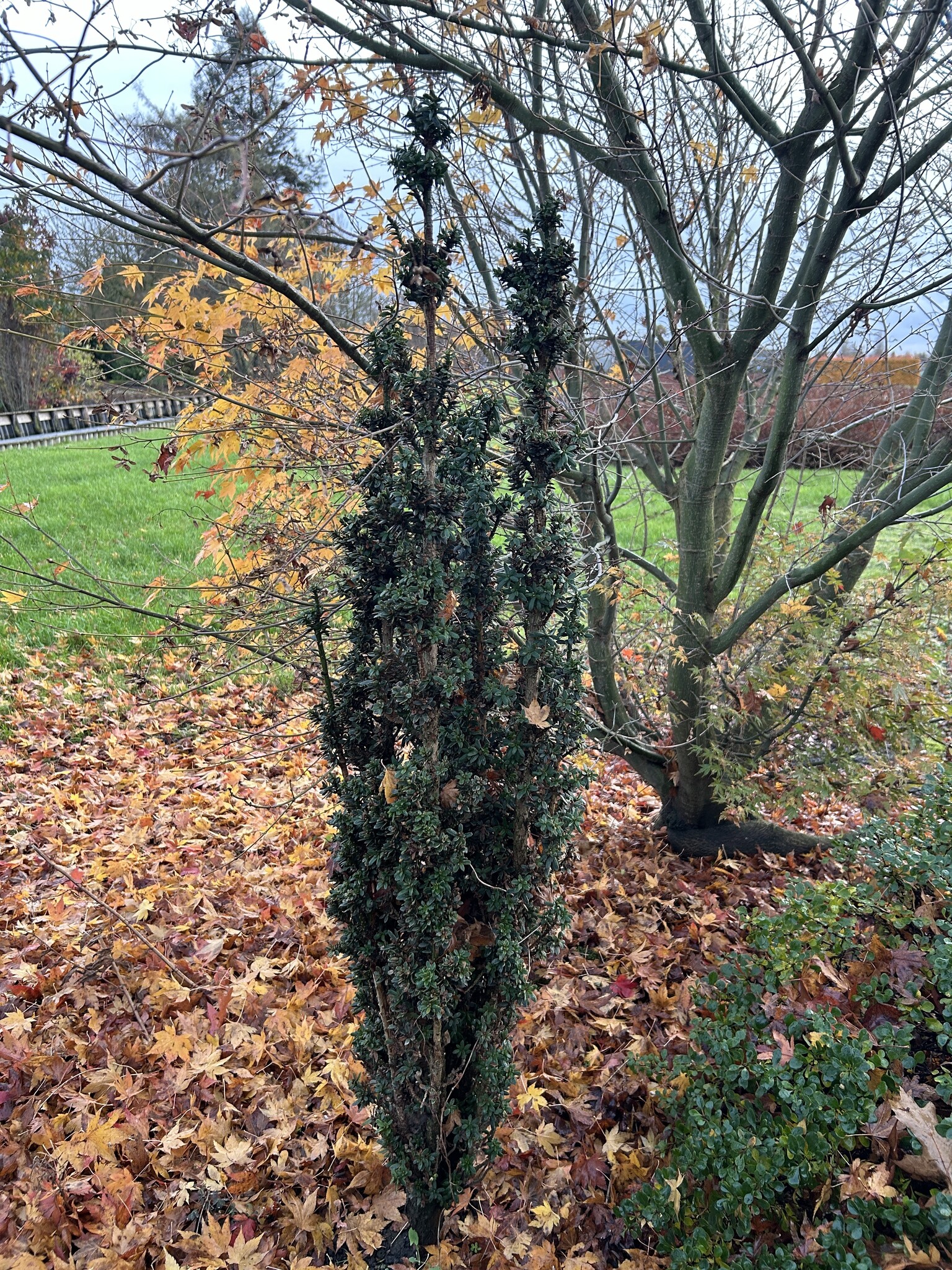 Taxus baccata 'Green Column' - Herman Geers