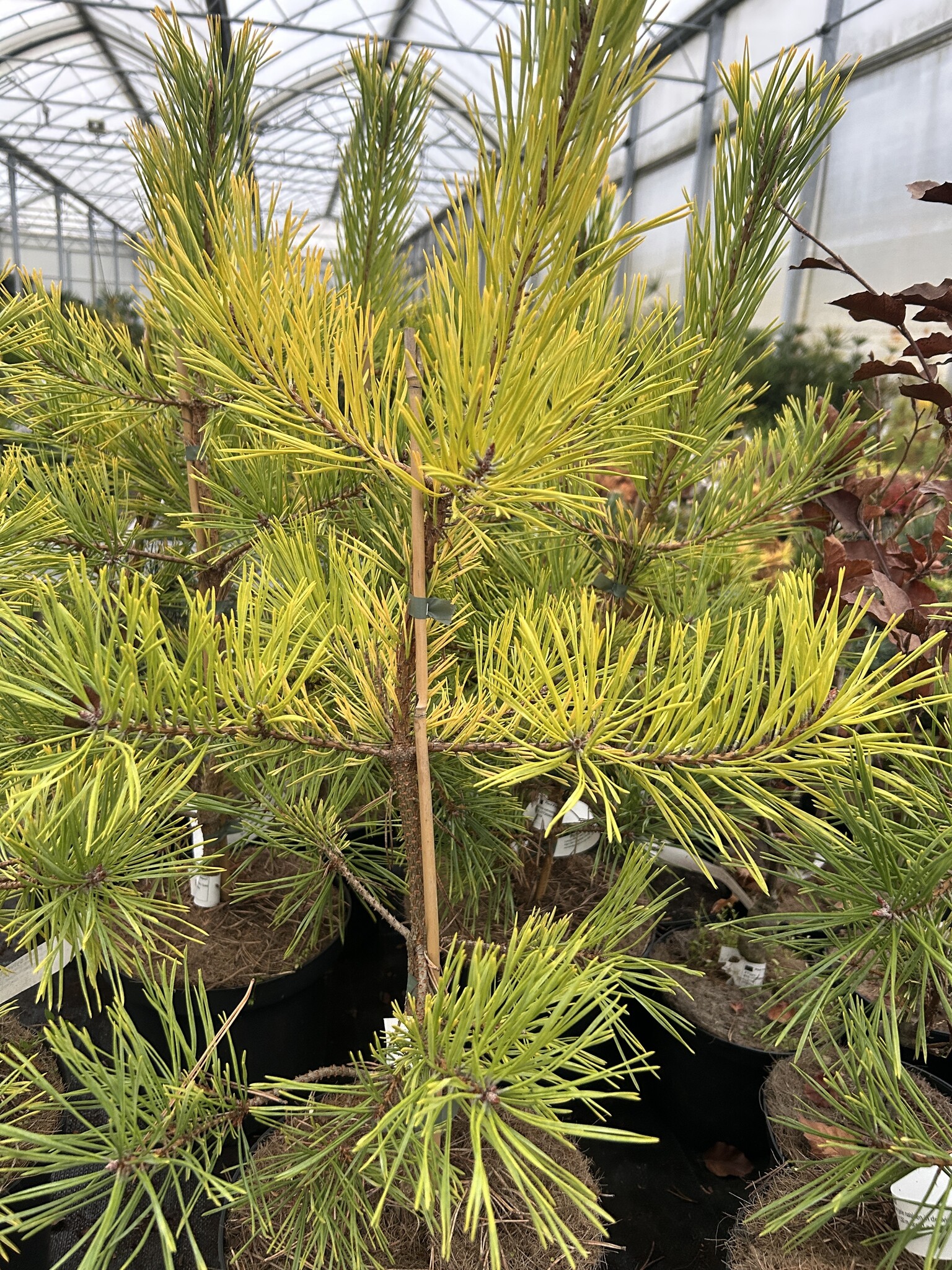 Pinus sylvestris 'Gold Coin' - Herman Geers