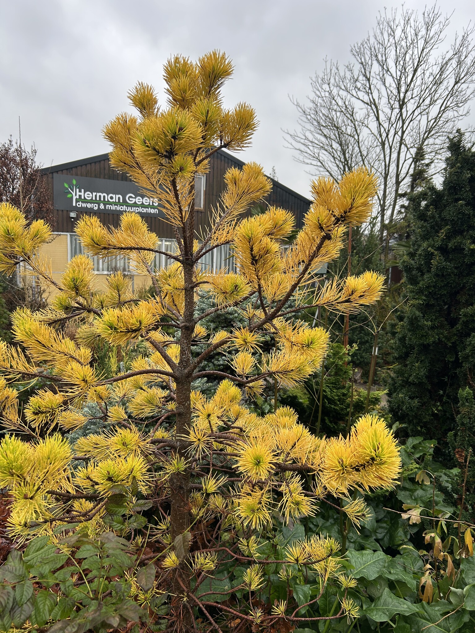 Pinus contorta 'Chief Joseph' - Herman Geers