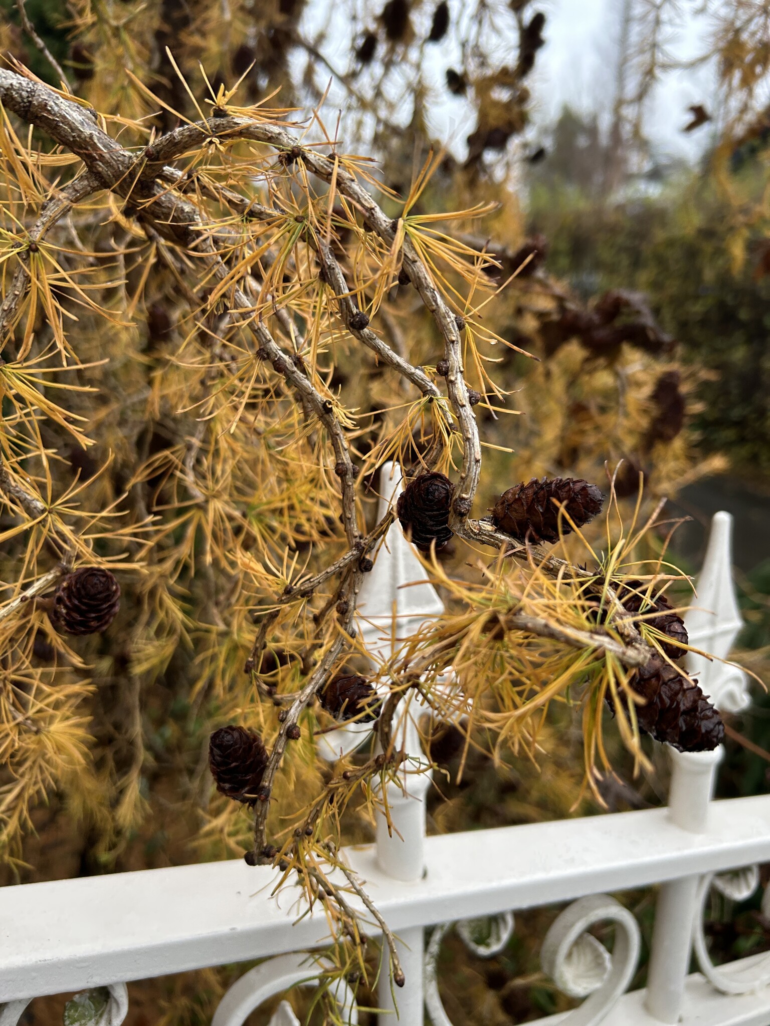 Larix decidua 'Horstmann Recurved' - Herman Geers