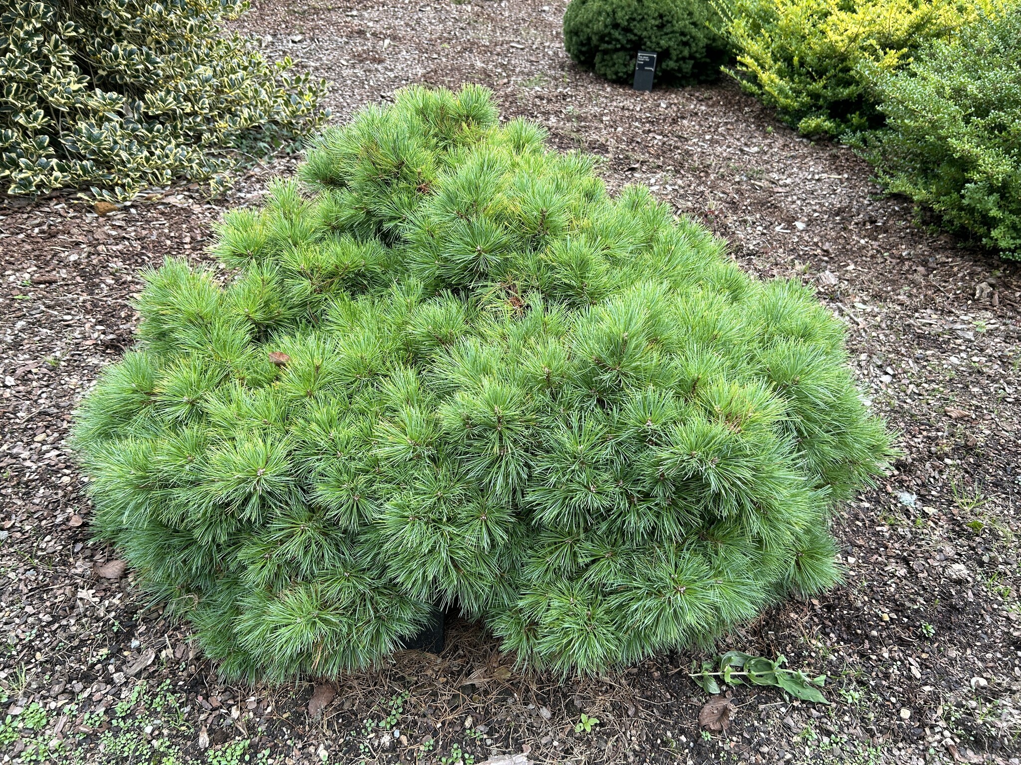 Pinus strobus cultivars - Herman Geers