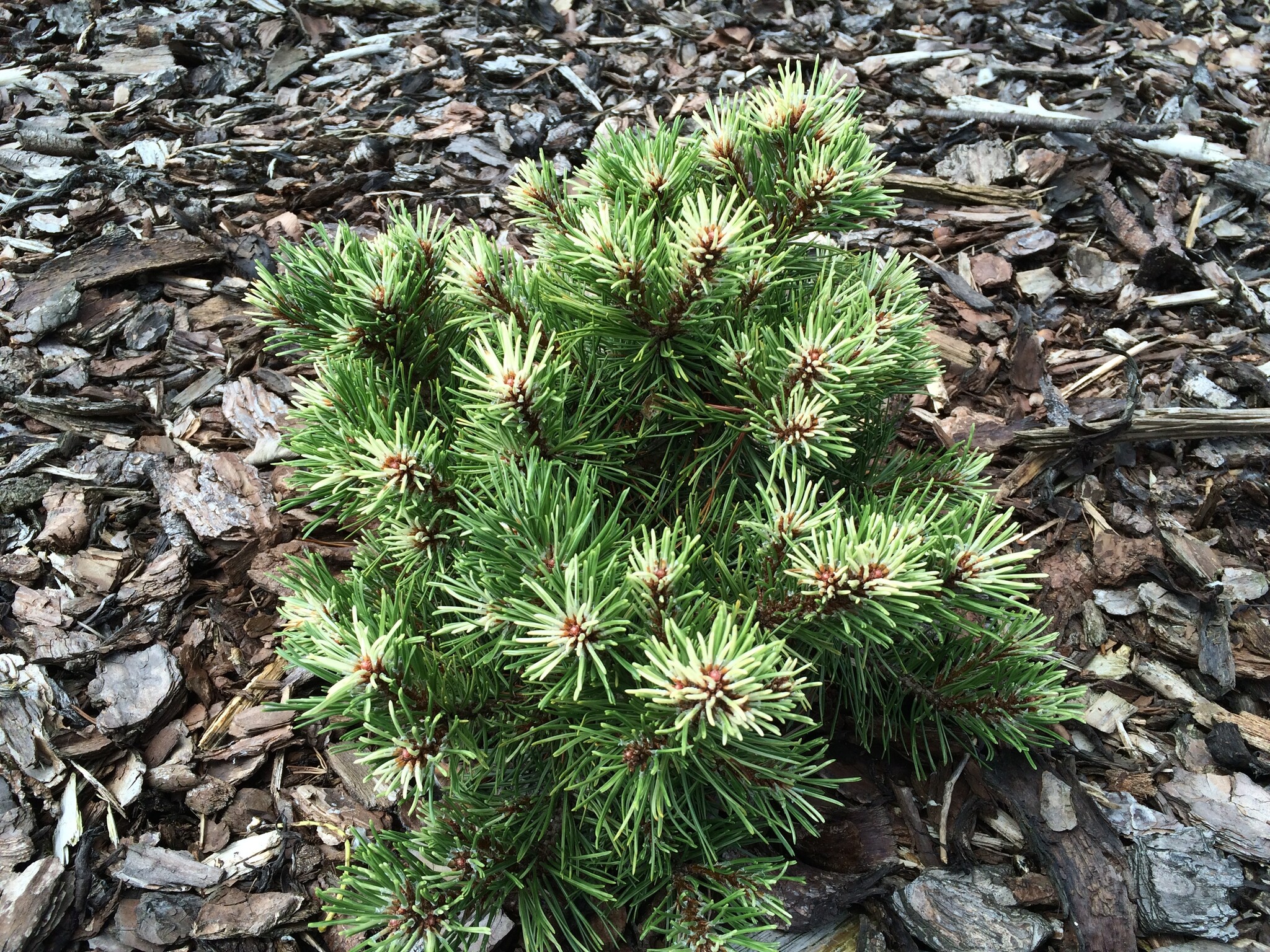 Pinus mugo cultivars - Herman Geers