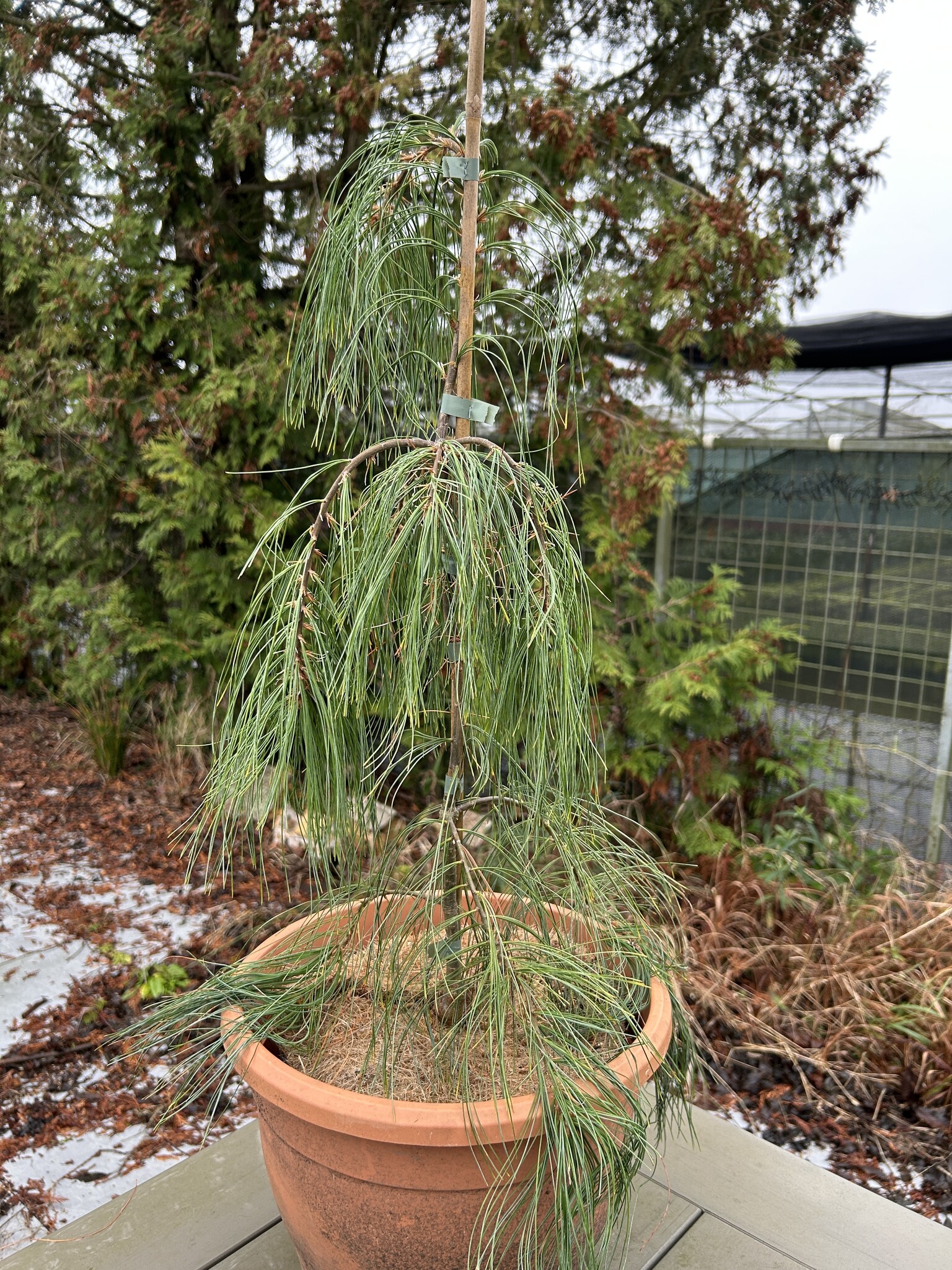 Pinus strobus 'Angel Falls' - Herman Geers