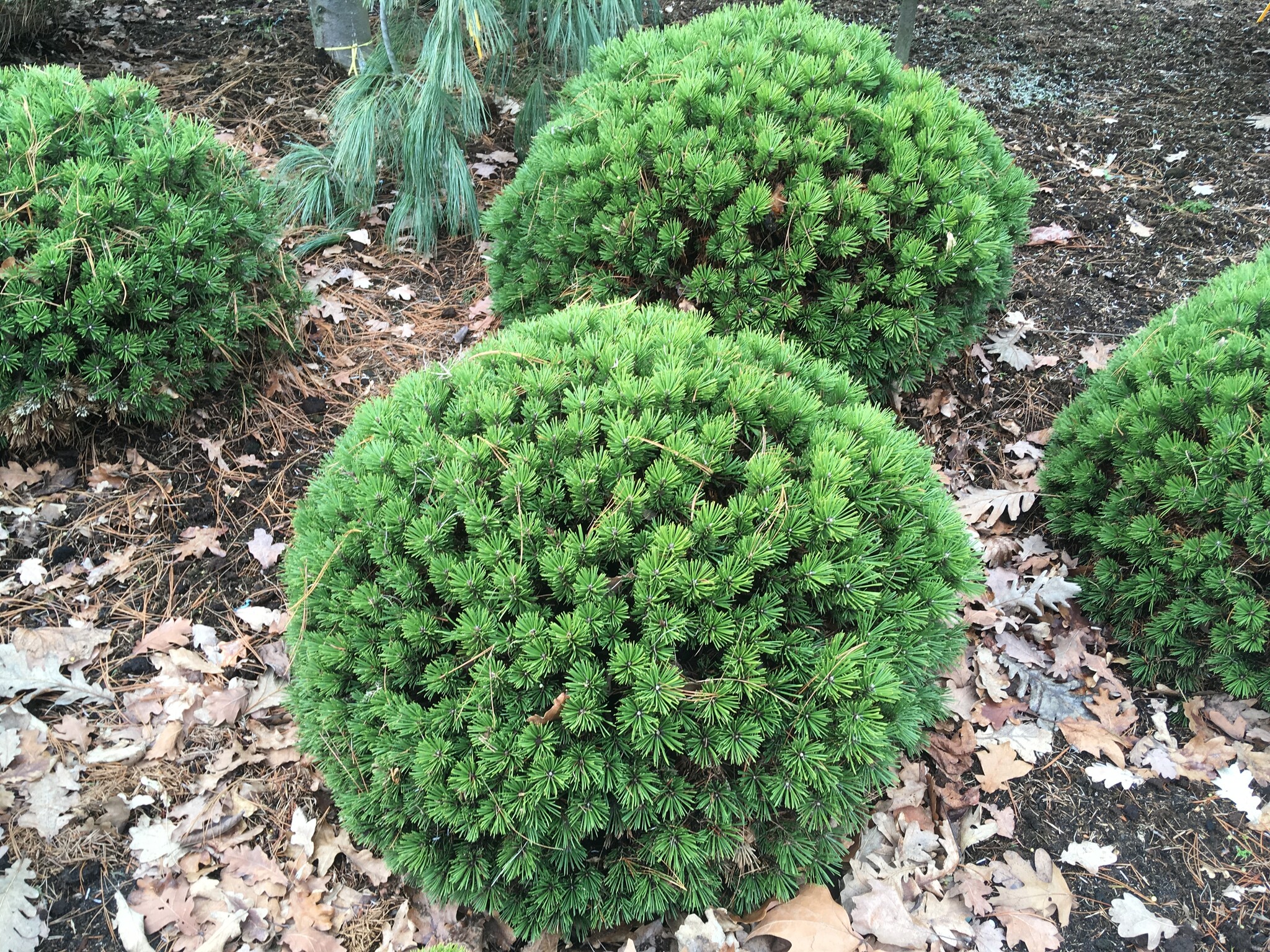 Pinus mugo cultivars - Herman Geers