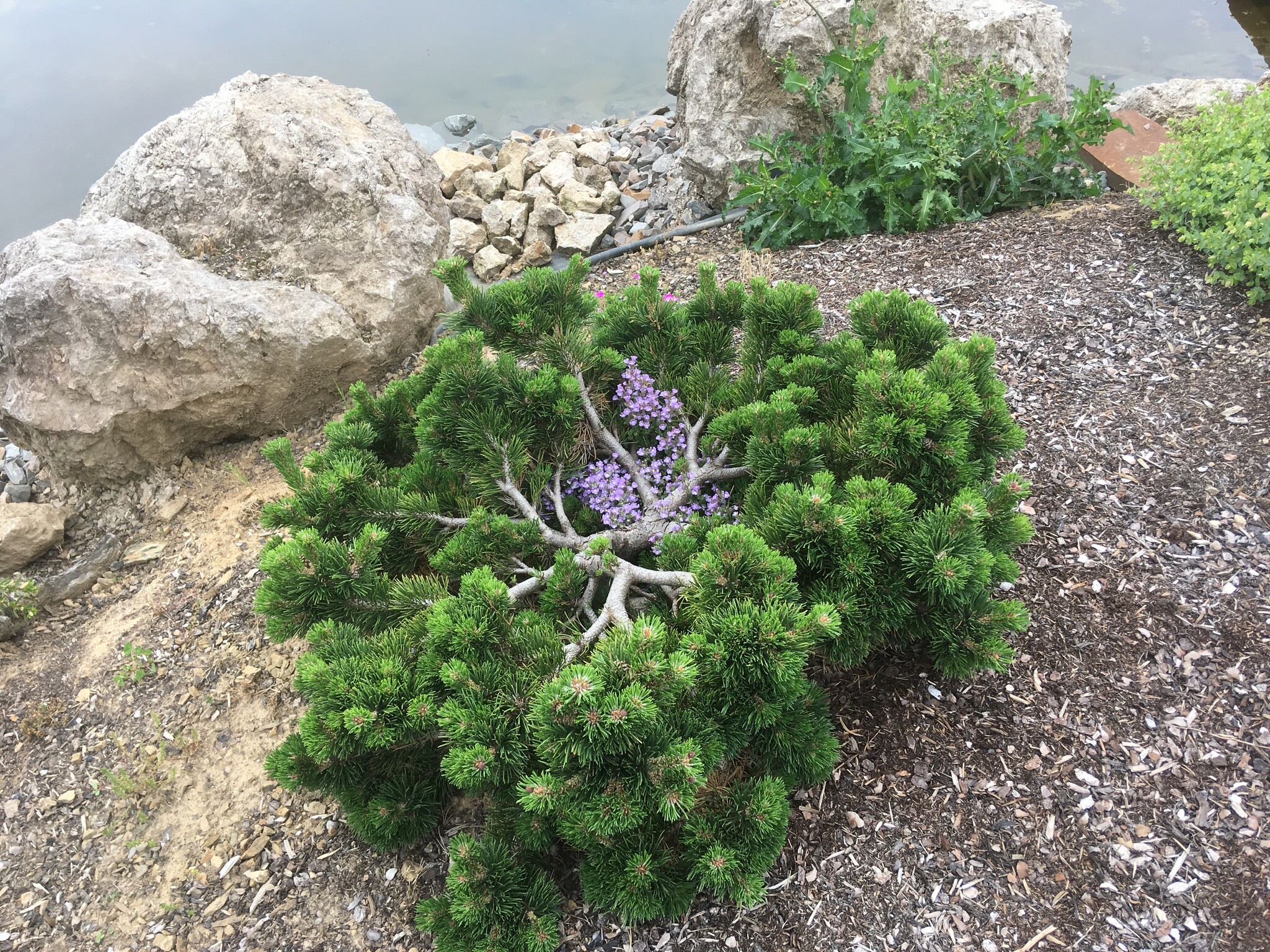 Pinus mugo cultivars - Herman Geers