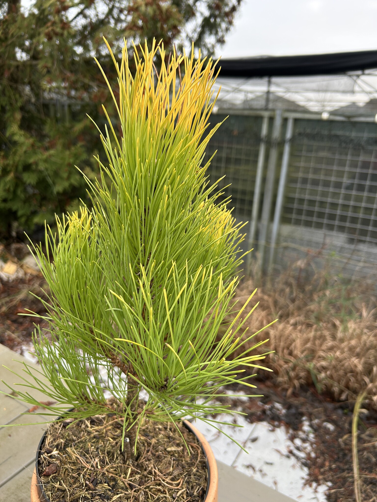 Pinus nigra 'Goldfinger' - Herman Geers