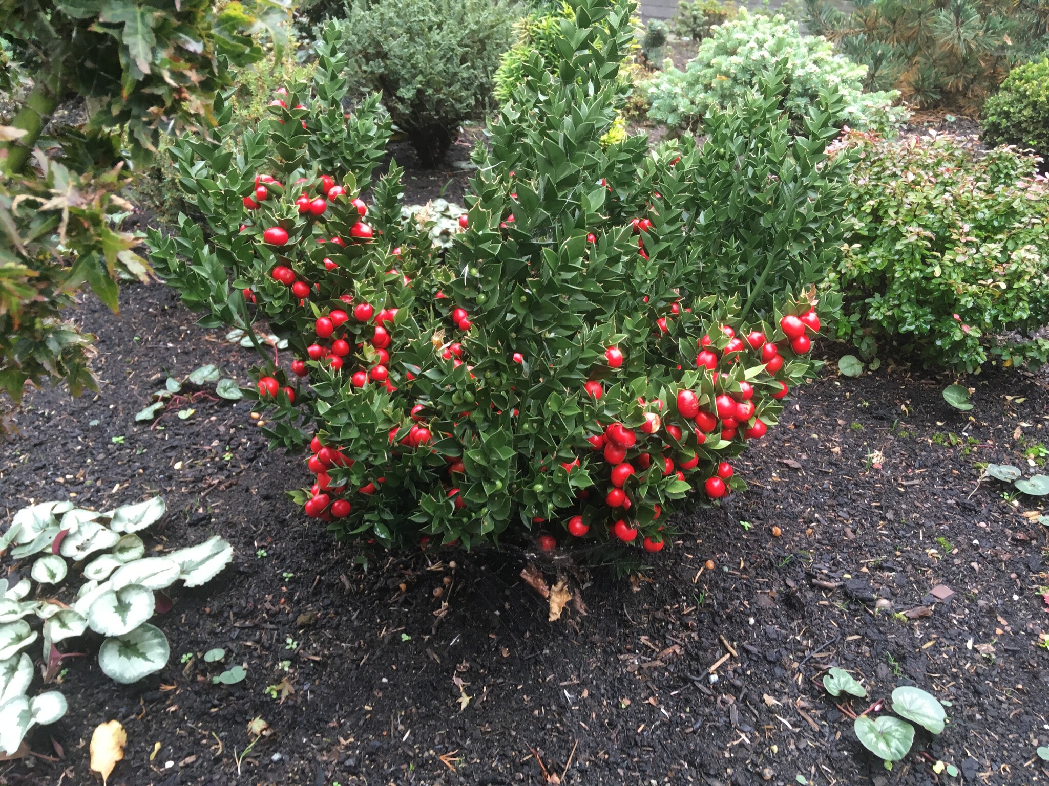 Ruscus aculeatus - Herman Geers