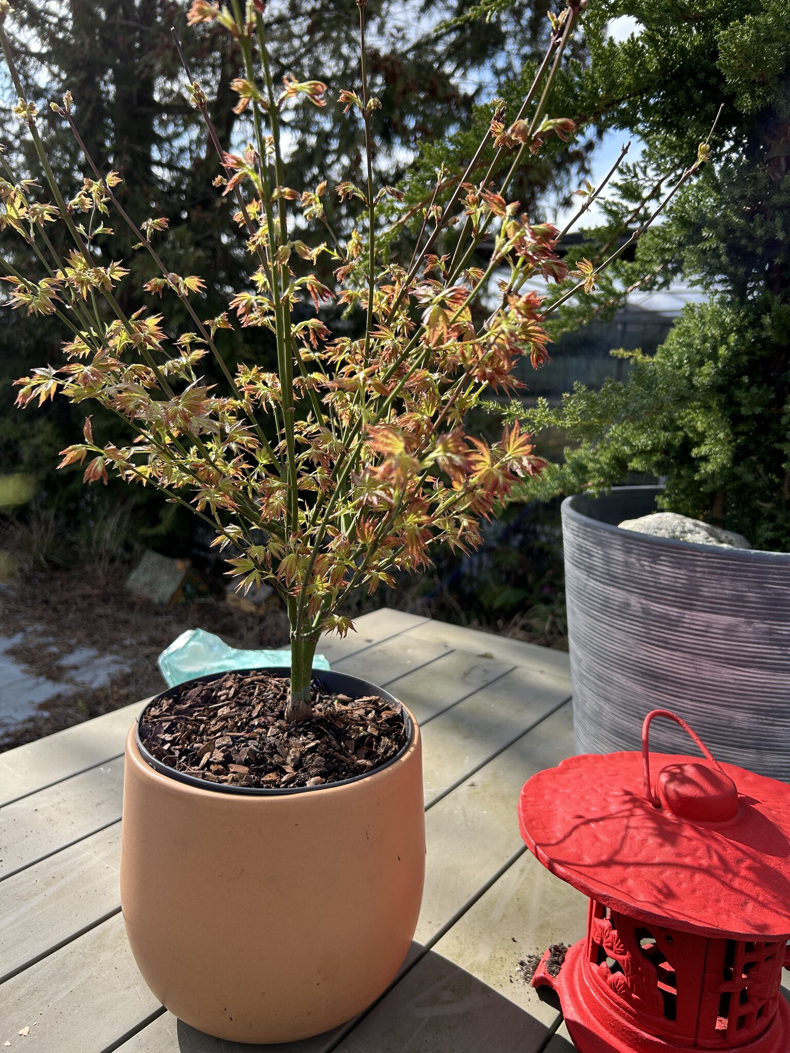 Acer palmatum 'Little Princess' - Herman Geers