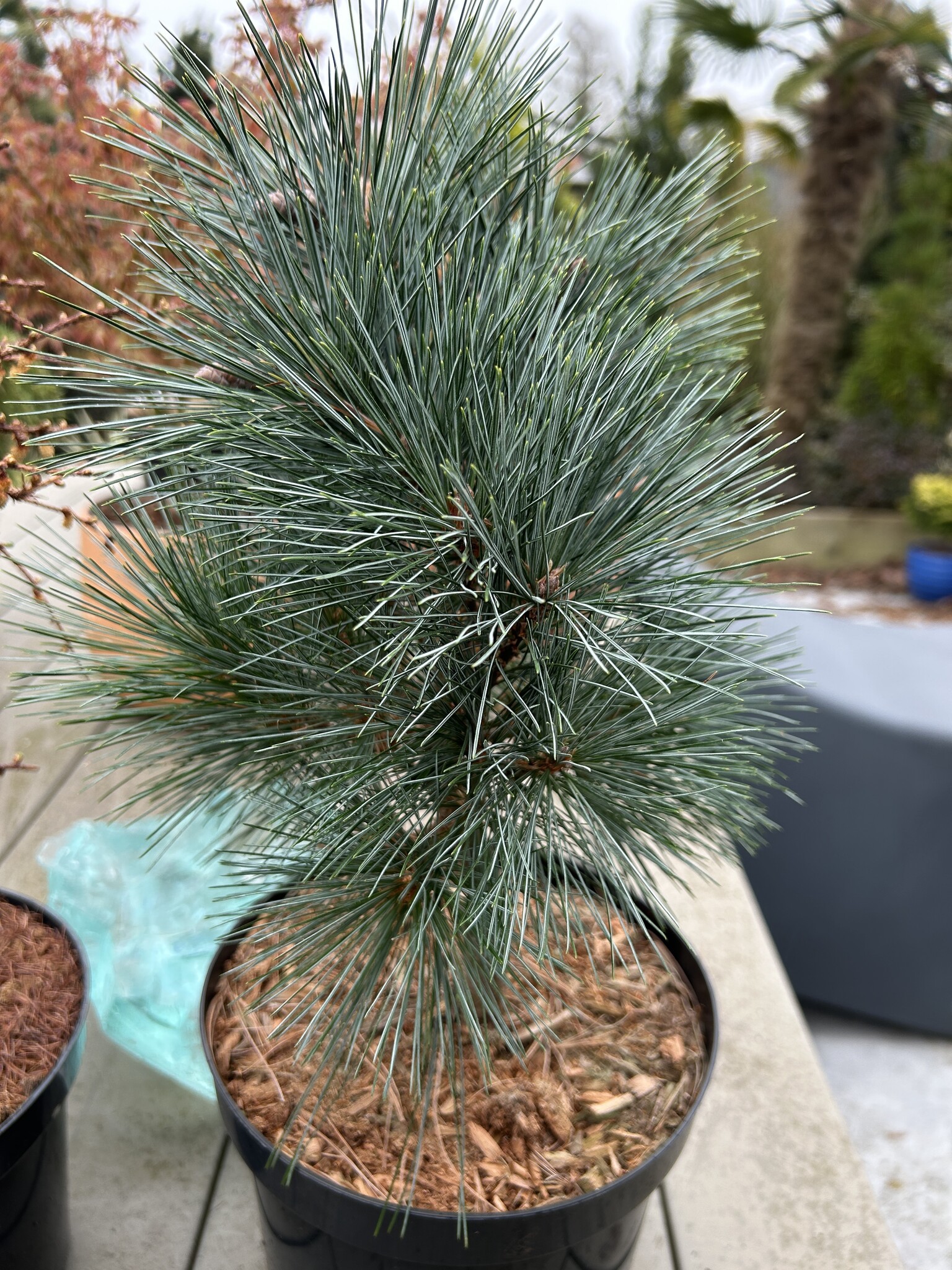 Pinus strobus 'Blue Shag' - Herman Geers