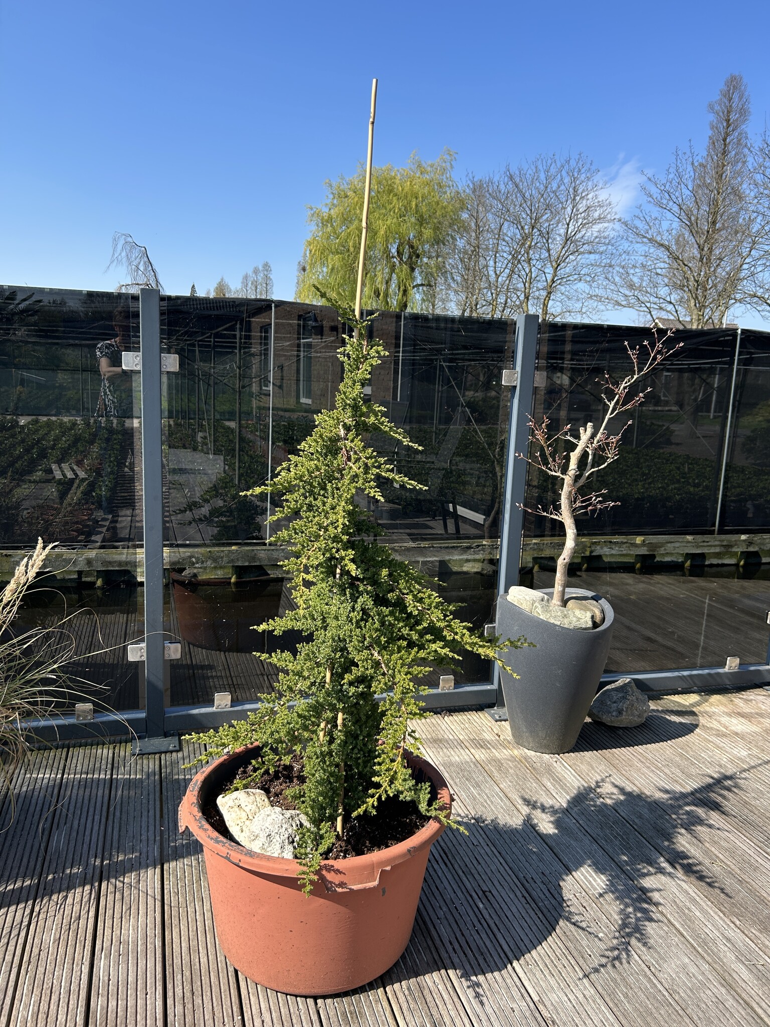 Juniperus procumbens 'Nana' - Herman Geers