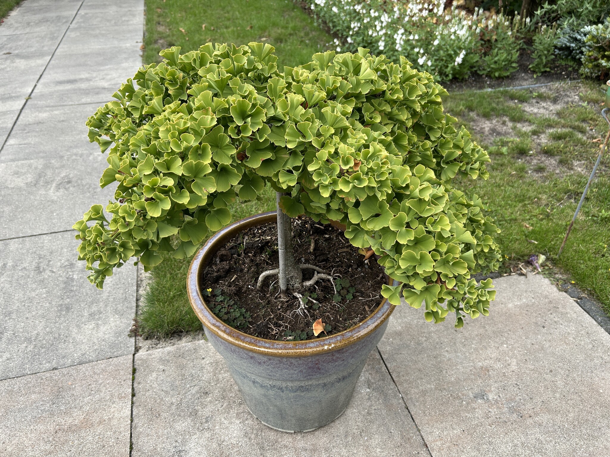 Ginkgo biloba 'Troll' - Herman Geers