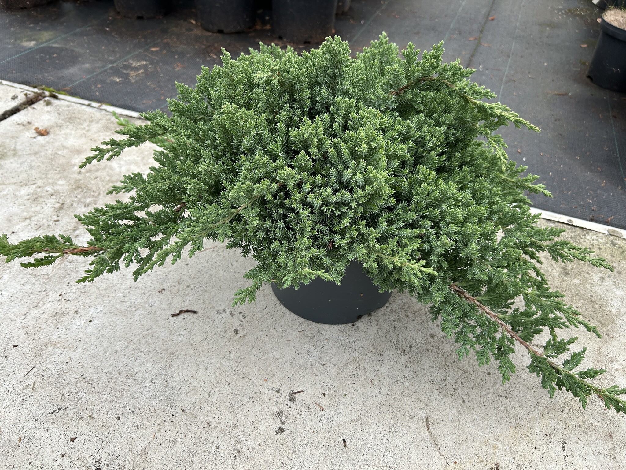 Pre-Bonsai planten - Herman Geers