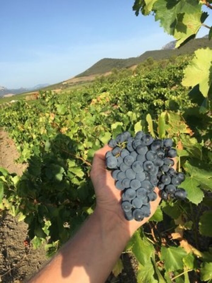 From Rugged Ancient Hills: Res Fortes Wines - Thorne Wines Limited