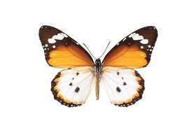 Shop Wall Decor, Murals, Decals, Posters - KEK Amsterdam® - KEK Amsterdam