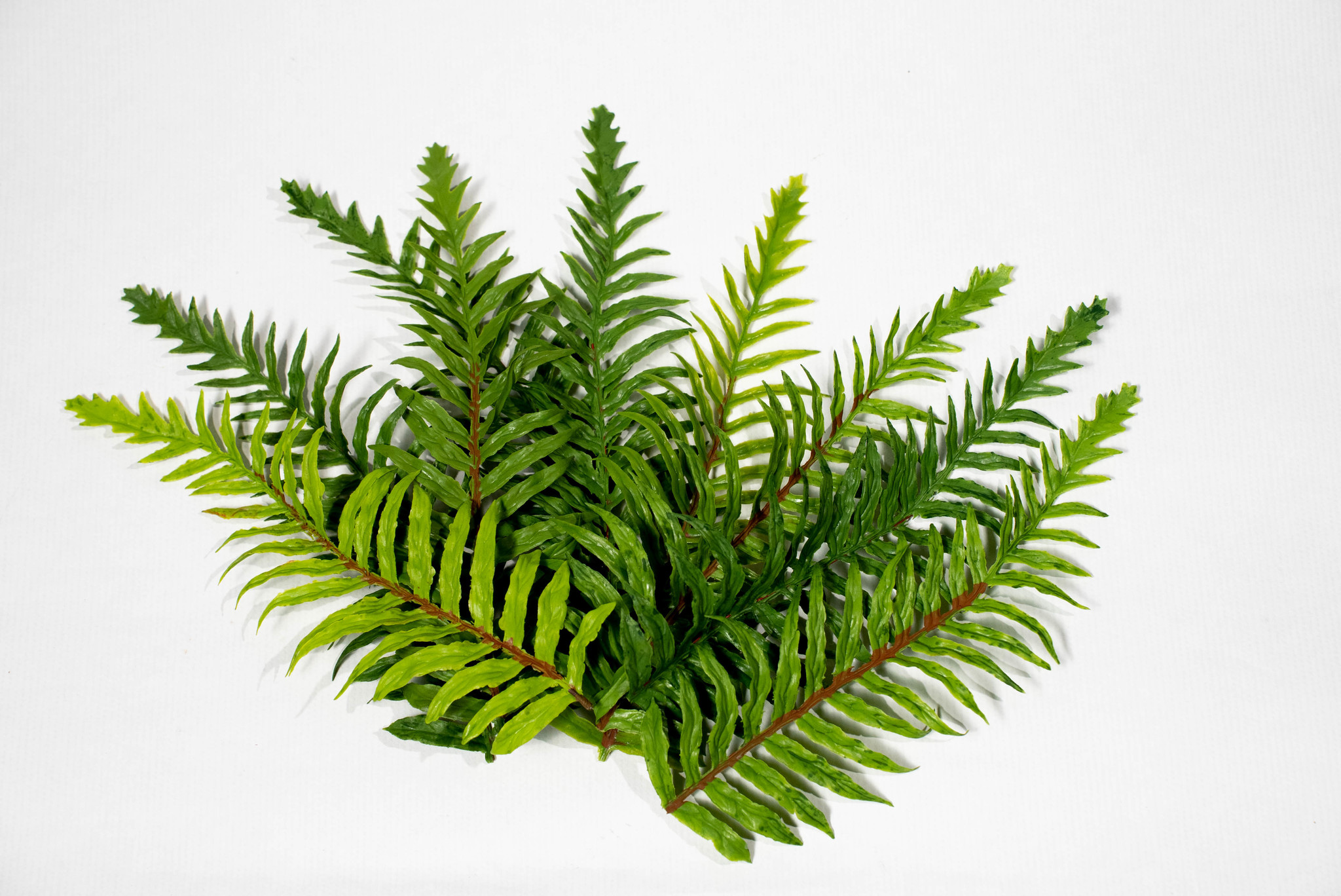 C4ssa_snipes High Quality Artificial Ferns - Skirmshop Ireland LTD