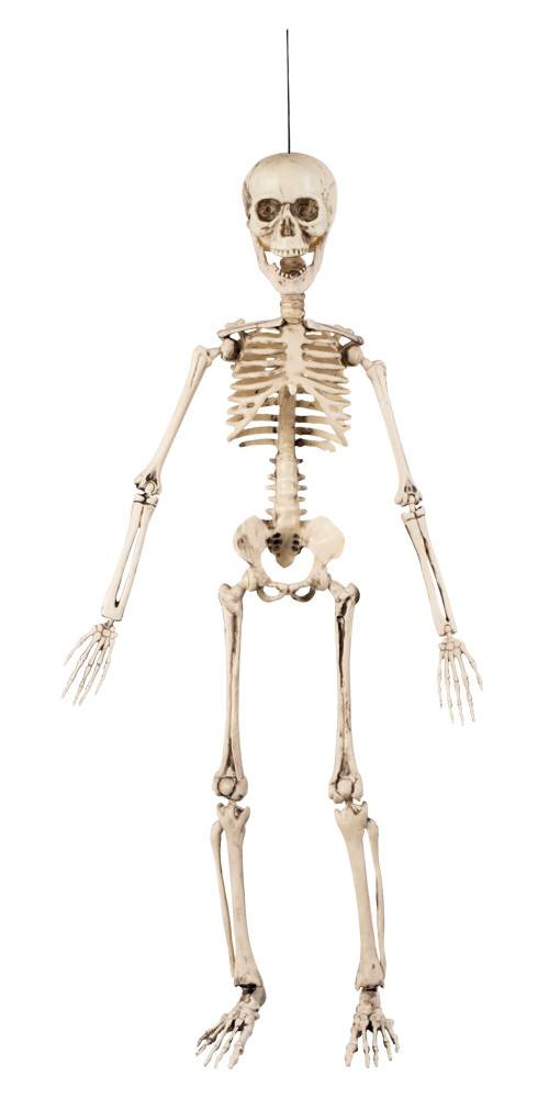 Decoratie Beweegbaar skelet - 50 cm - Zorg voor Party online ...