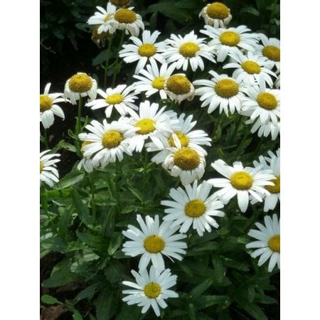 Leucanthemum (S) 'Snow Lady' - Planttekoop.nl