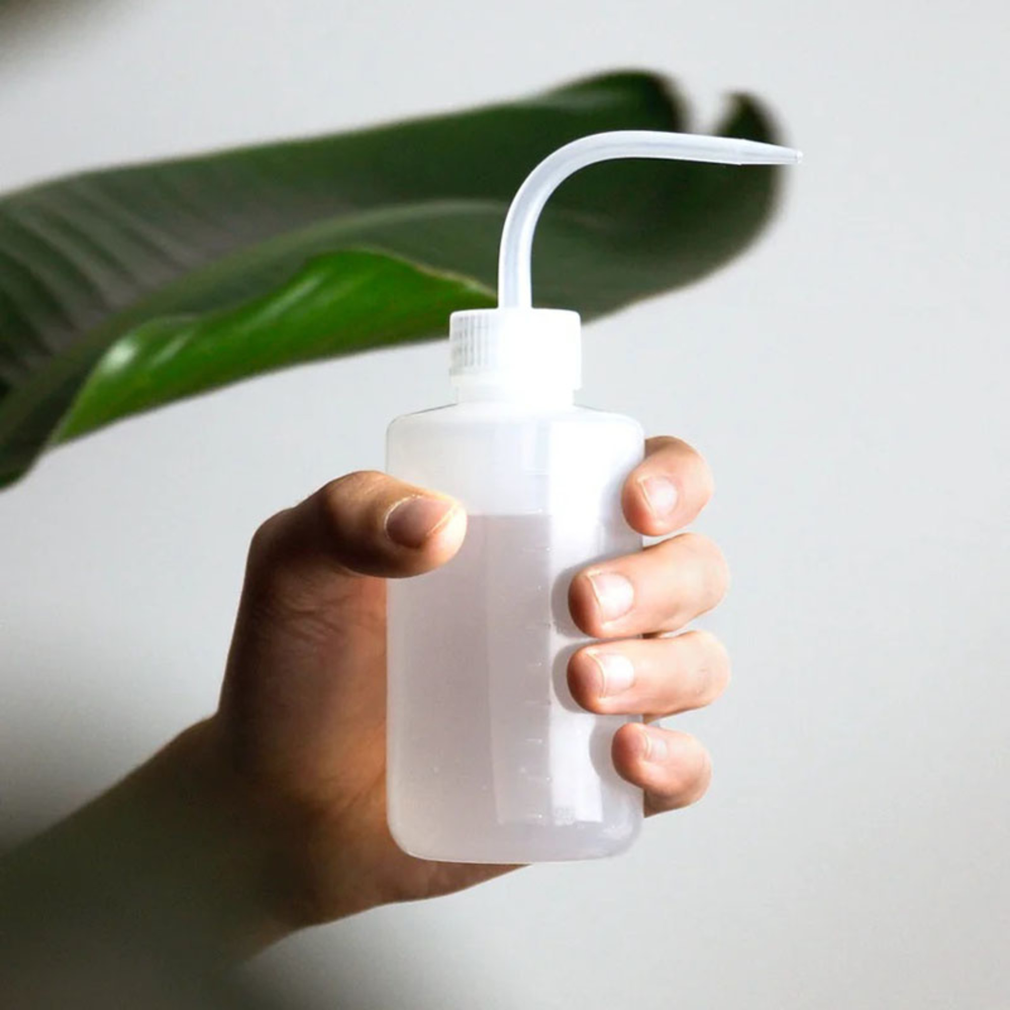 Muurbloempjes - spuitfles - Hoge Ramen