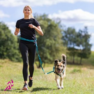 Hardlopen met jouw hond? Vind een geschikte riem - Hiphardlopen.nl