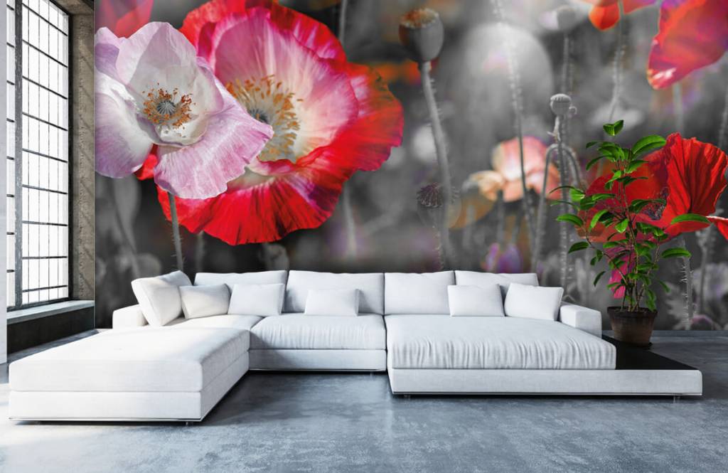 Klaprozen in zwart, wit, rood op fotobehang - Fotobehang