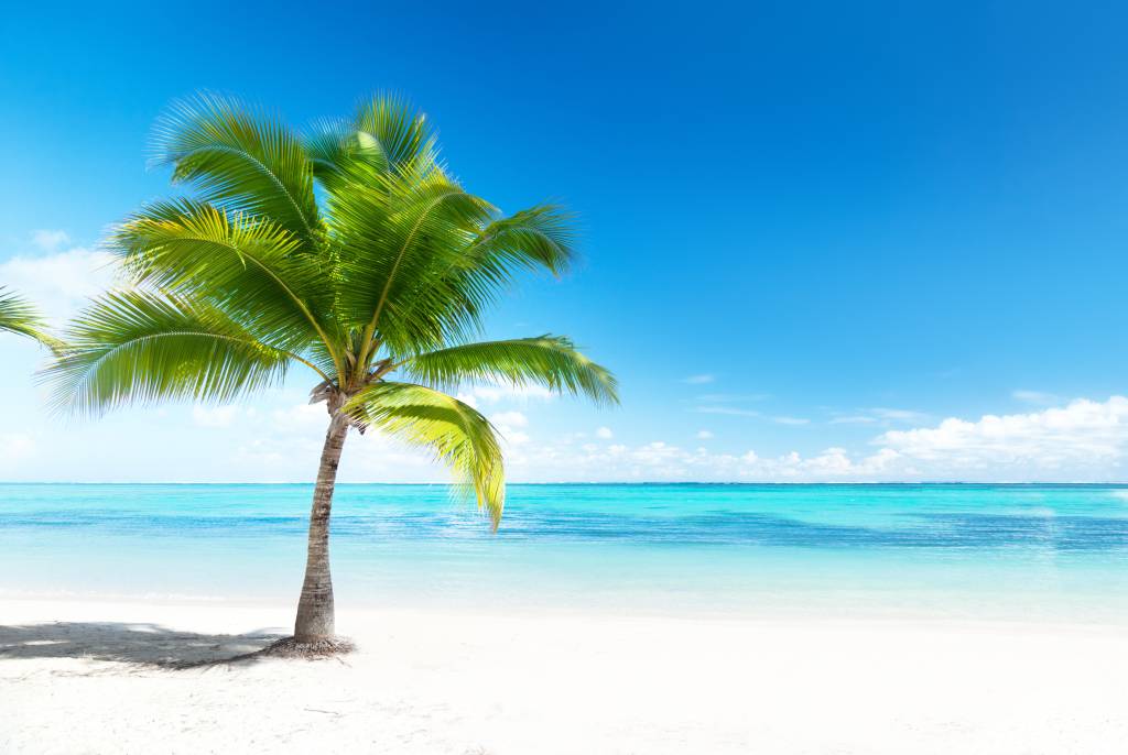Behang met een palmboom - Fotobehang