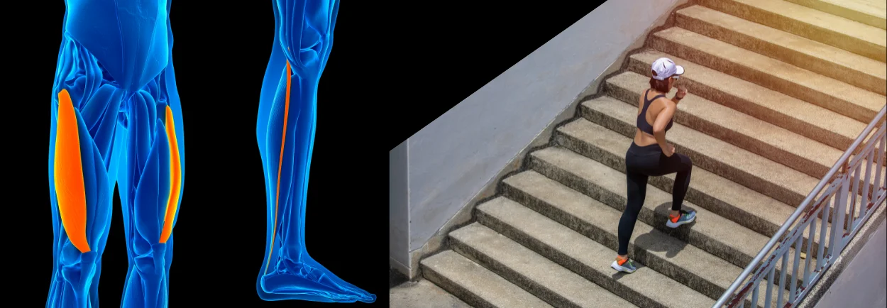 Welke Spieren Train je met Traplopen?