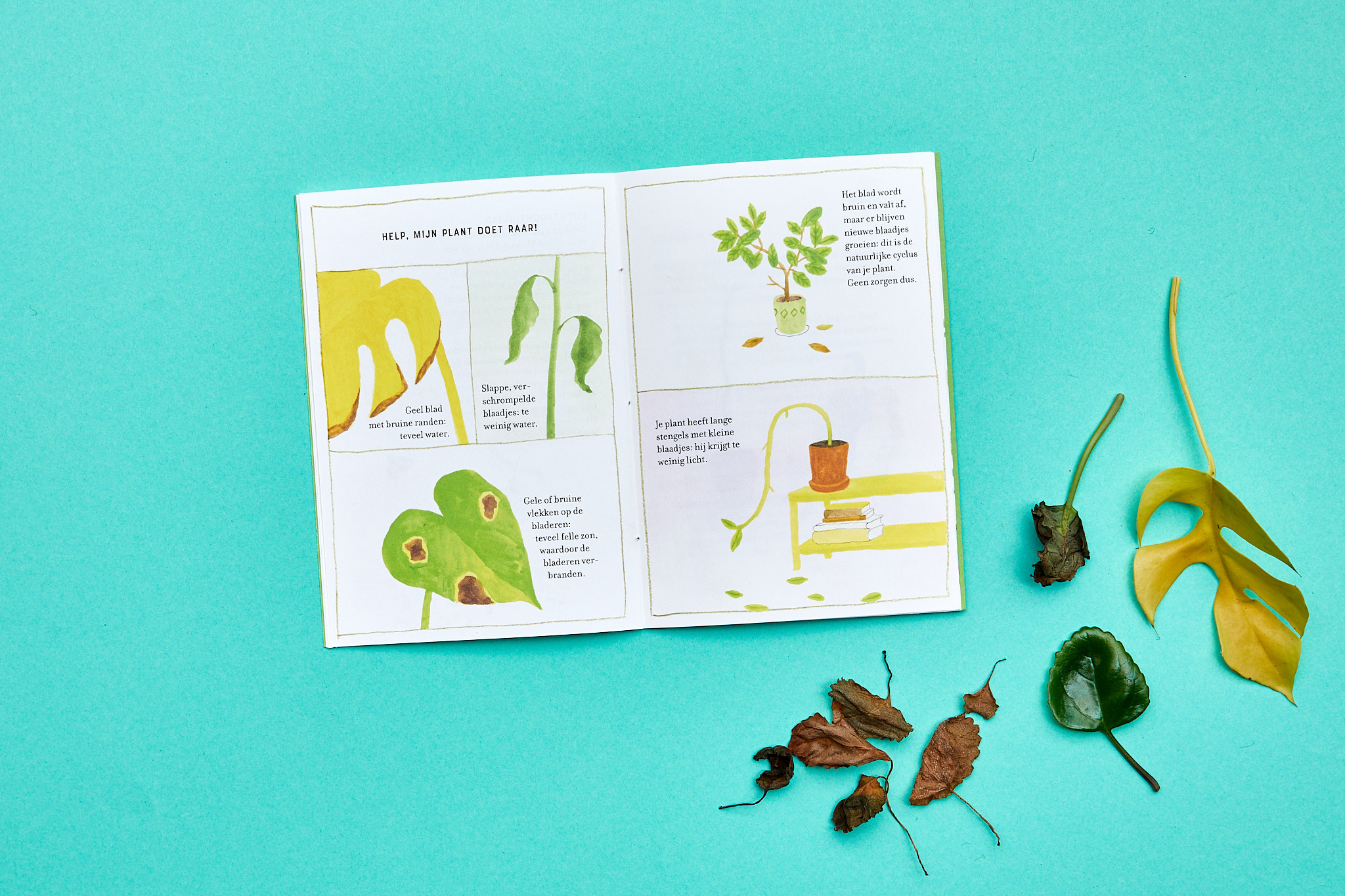 GROENE VINGERS ~ Kakkerlakjes - De Groene Knoop • Green Lifestyle Store -